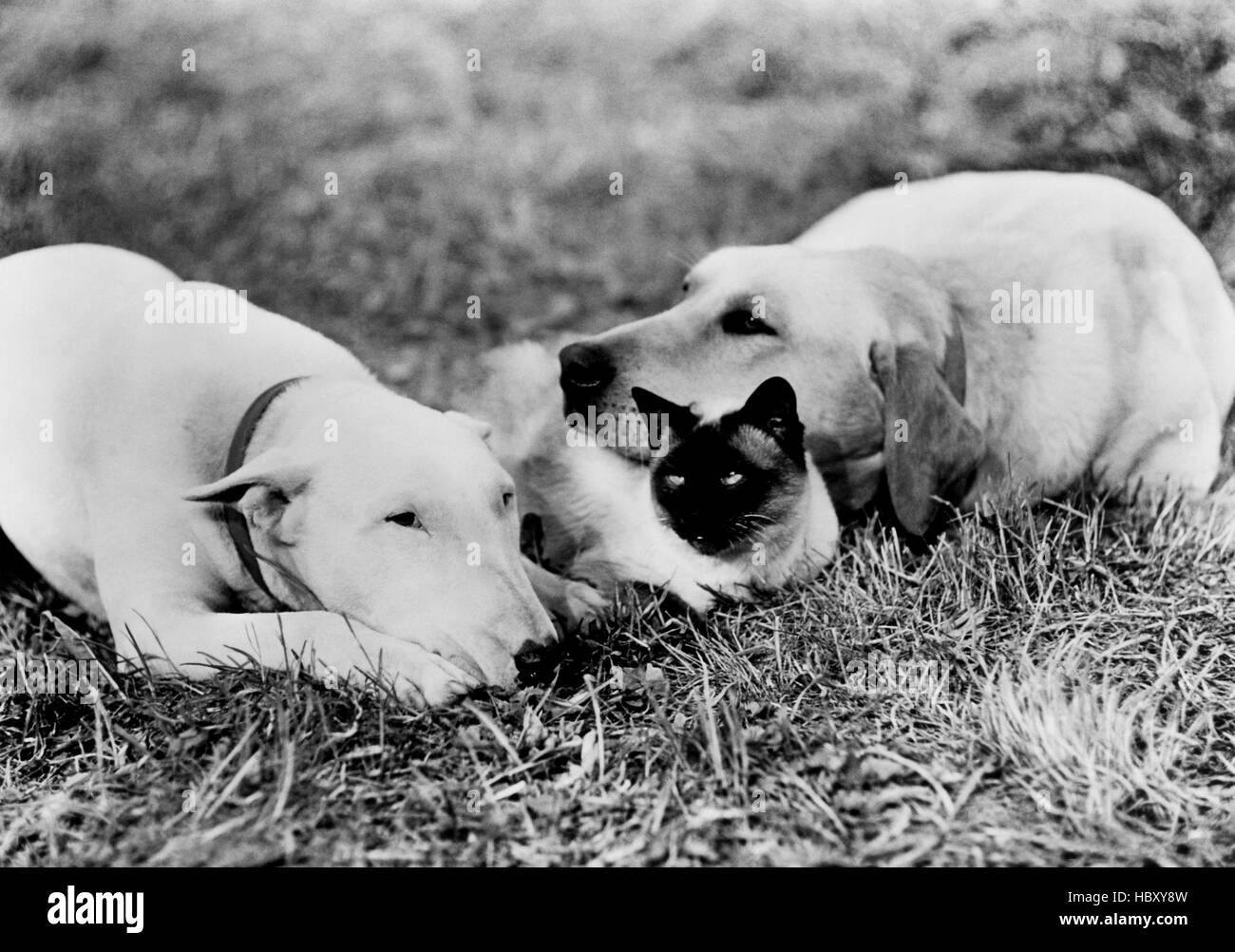 THE INCREDIBLE JOURNEY, Bodger the Bull Terrier, Tao the Siamese Cat ...