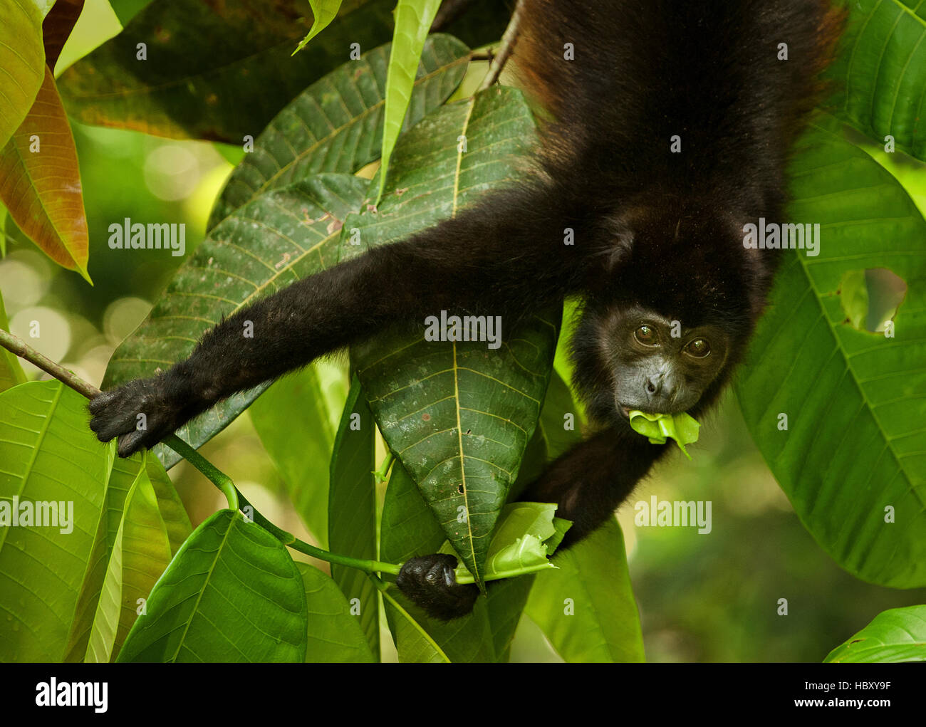 Mantled Howler Monkey (Alouatta palliata) eating a leaf, Costa Rica ...