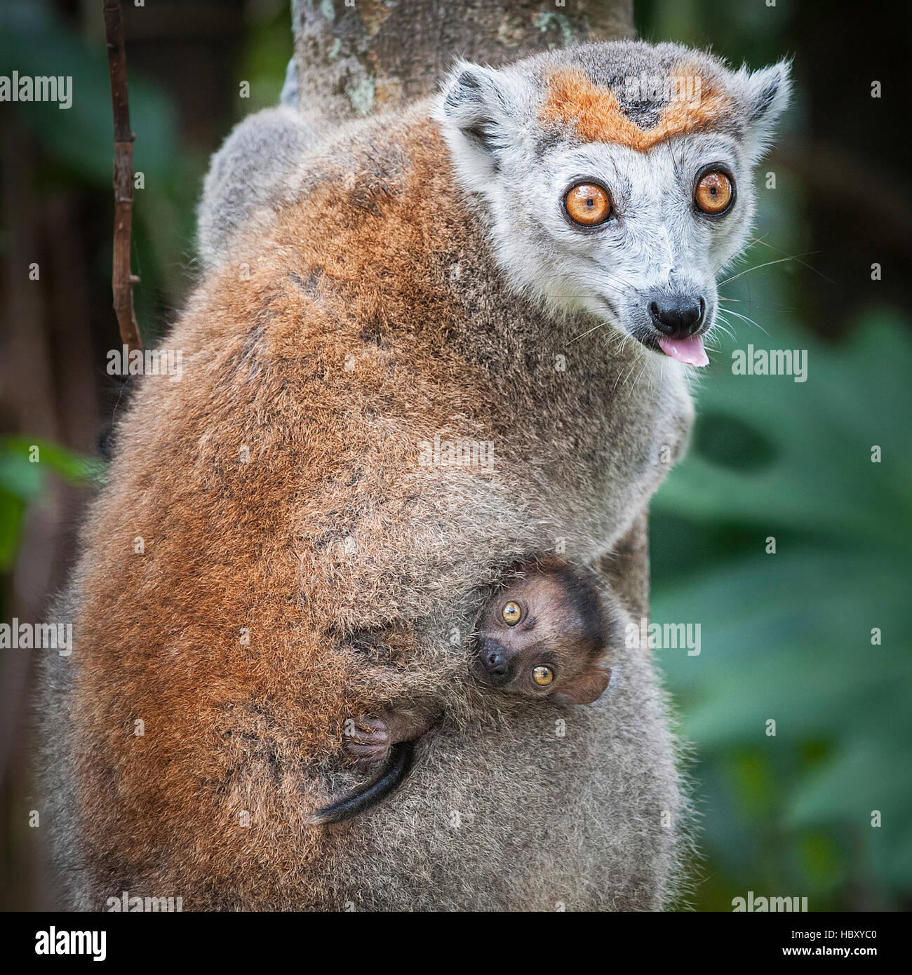 Crowned lemur tongue hi-res stock photography and images - Alamy