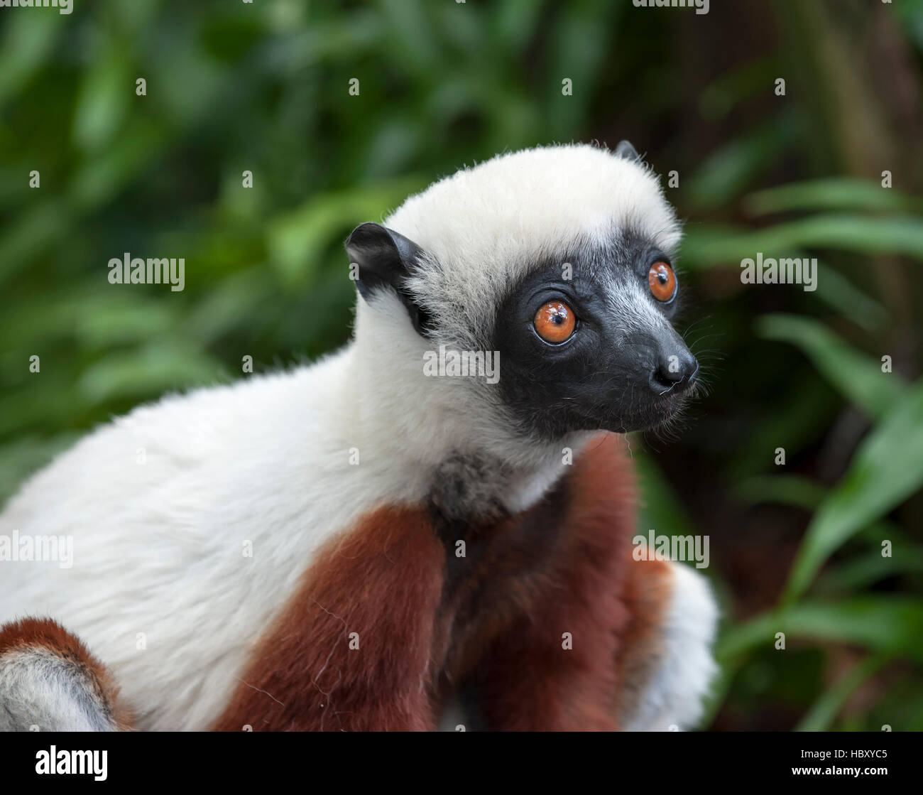 Sifaka hi-res stock photography and images - Alamy