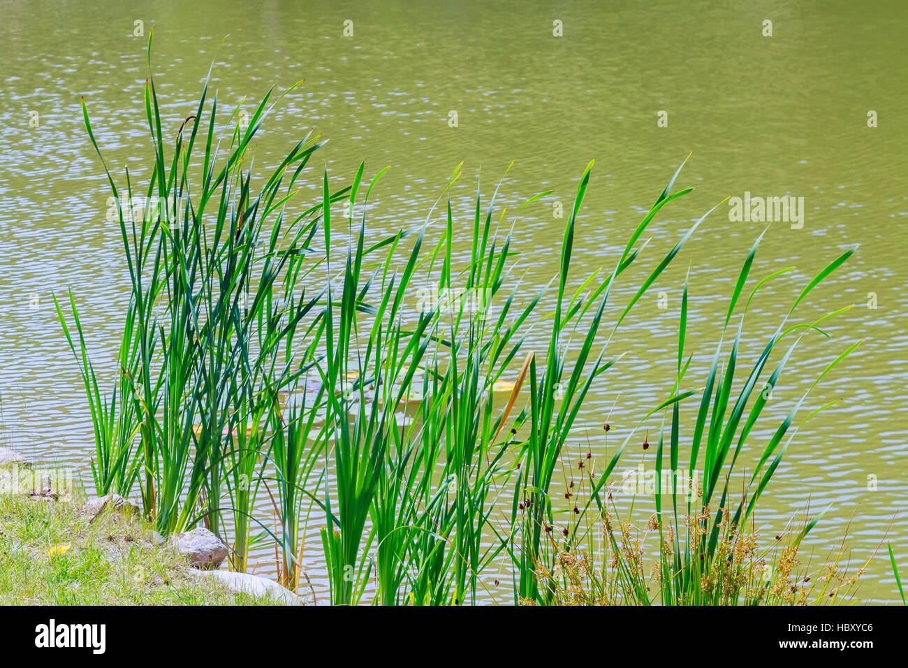 reeds growing at the lake Stock Photo - Alamy