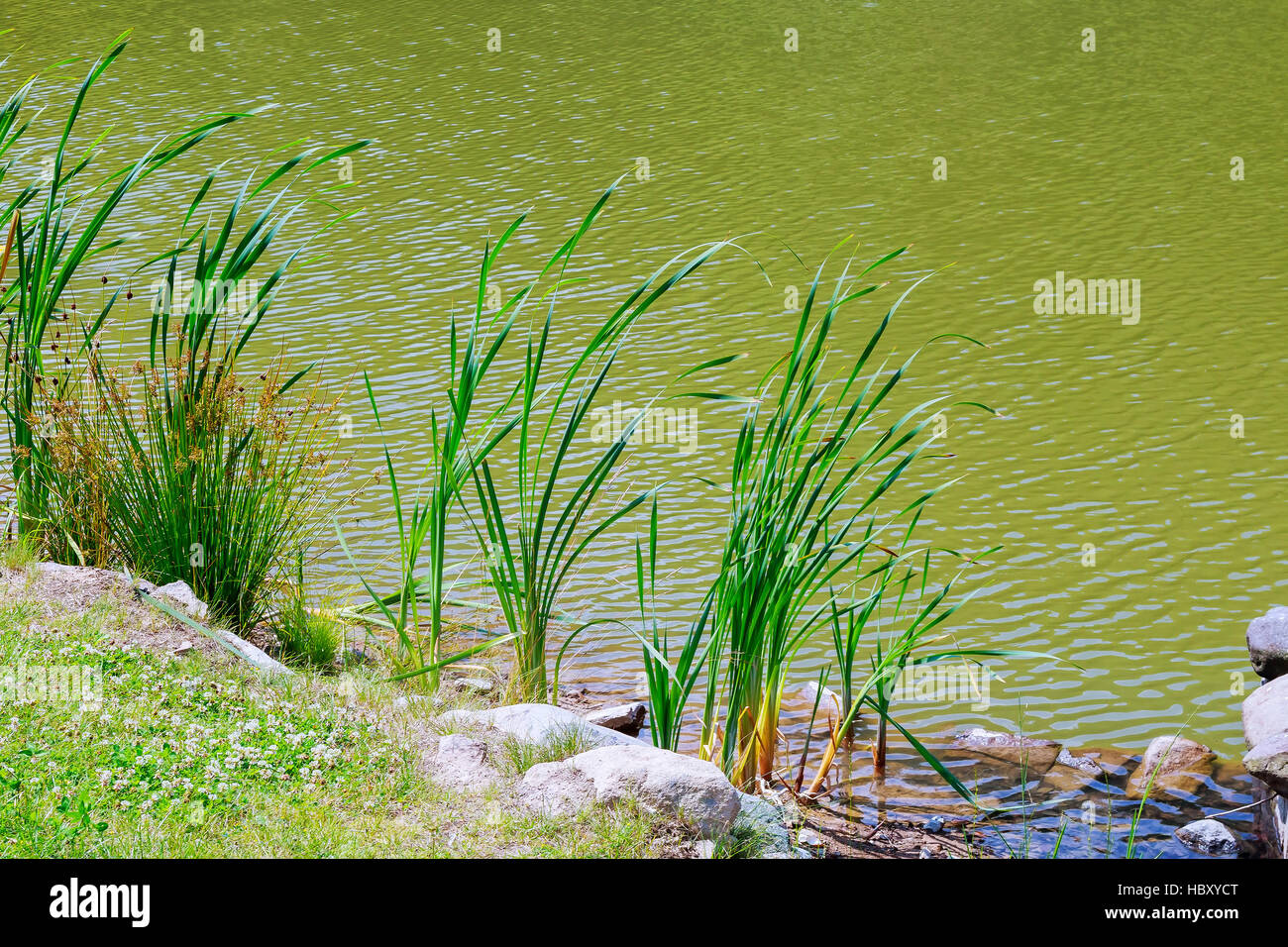 Reeds growing edge water hi-res stock photography and images - Alamy