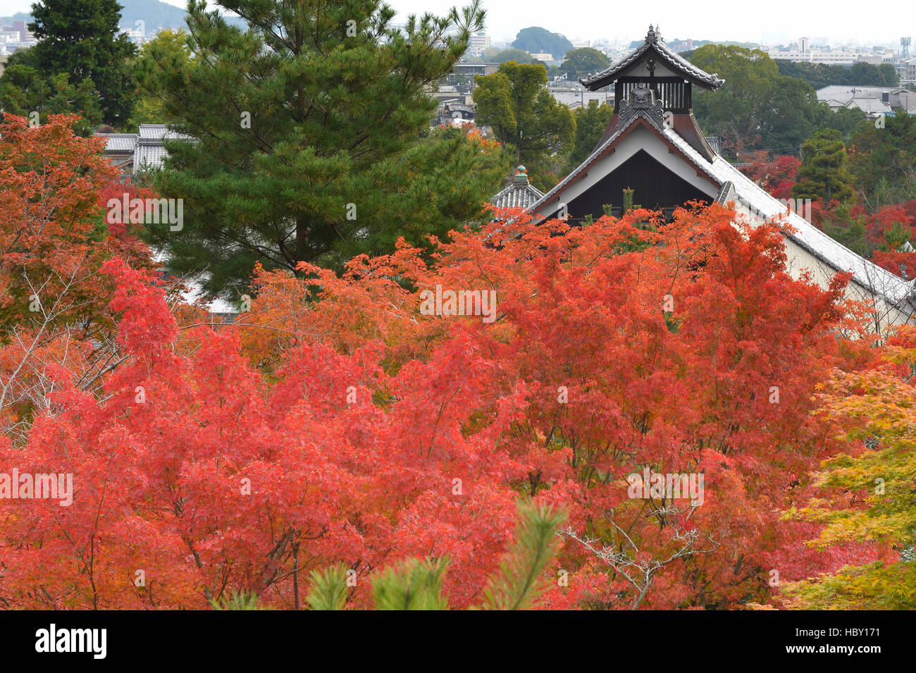 Tenryuji temple garden autumn leaves kyoto japan hi-res stock ...