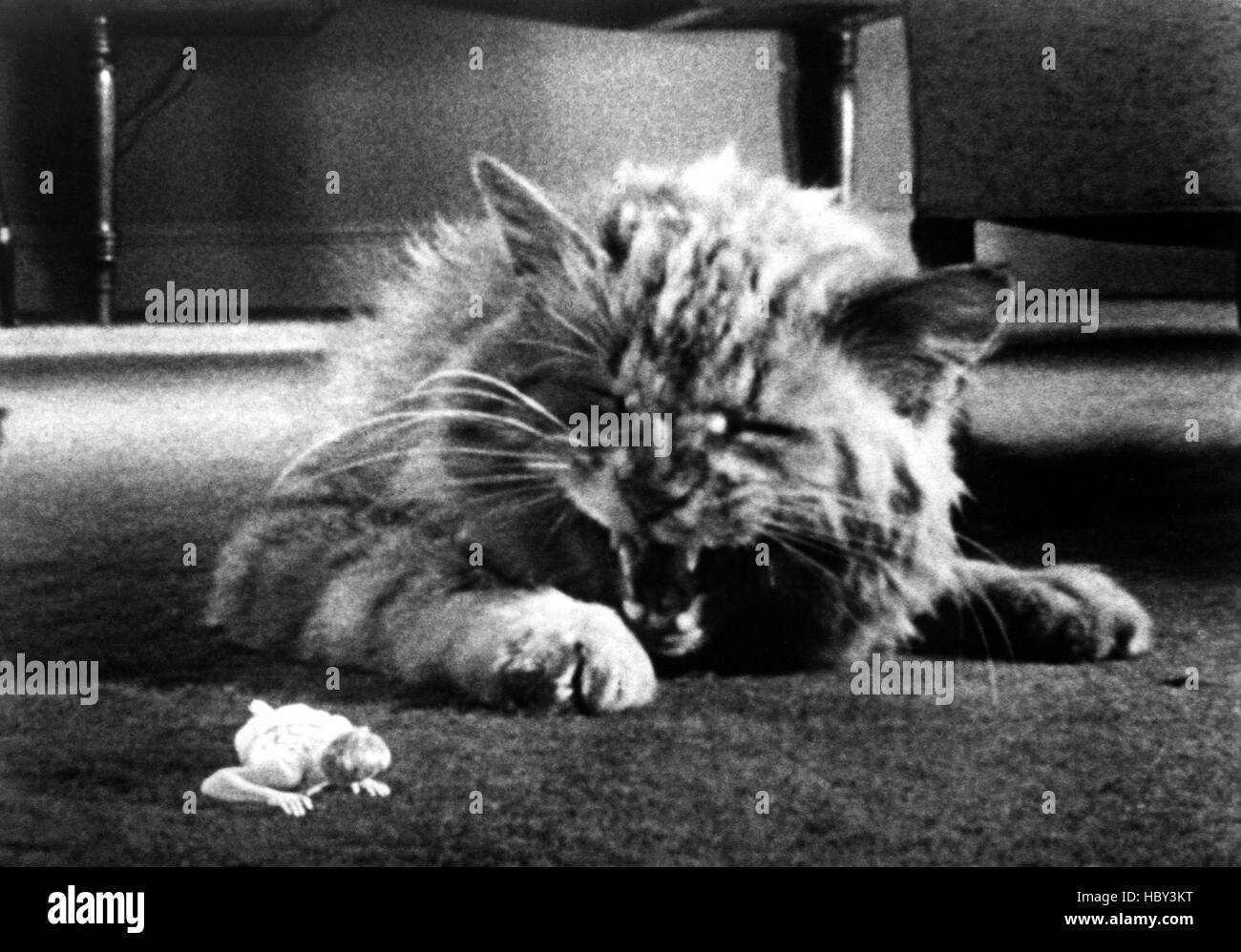 THE INCREDIBLE SHRINKING MAN, Grant Williams, 1957 Stock Photo - Alamy