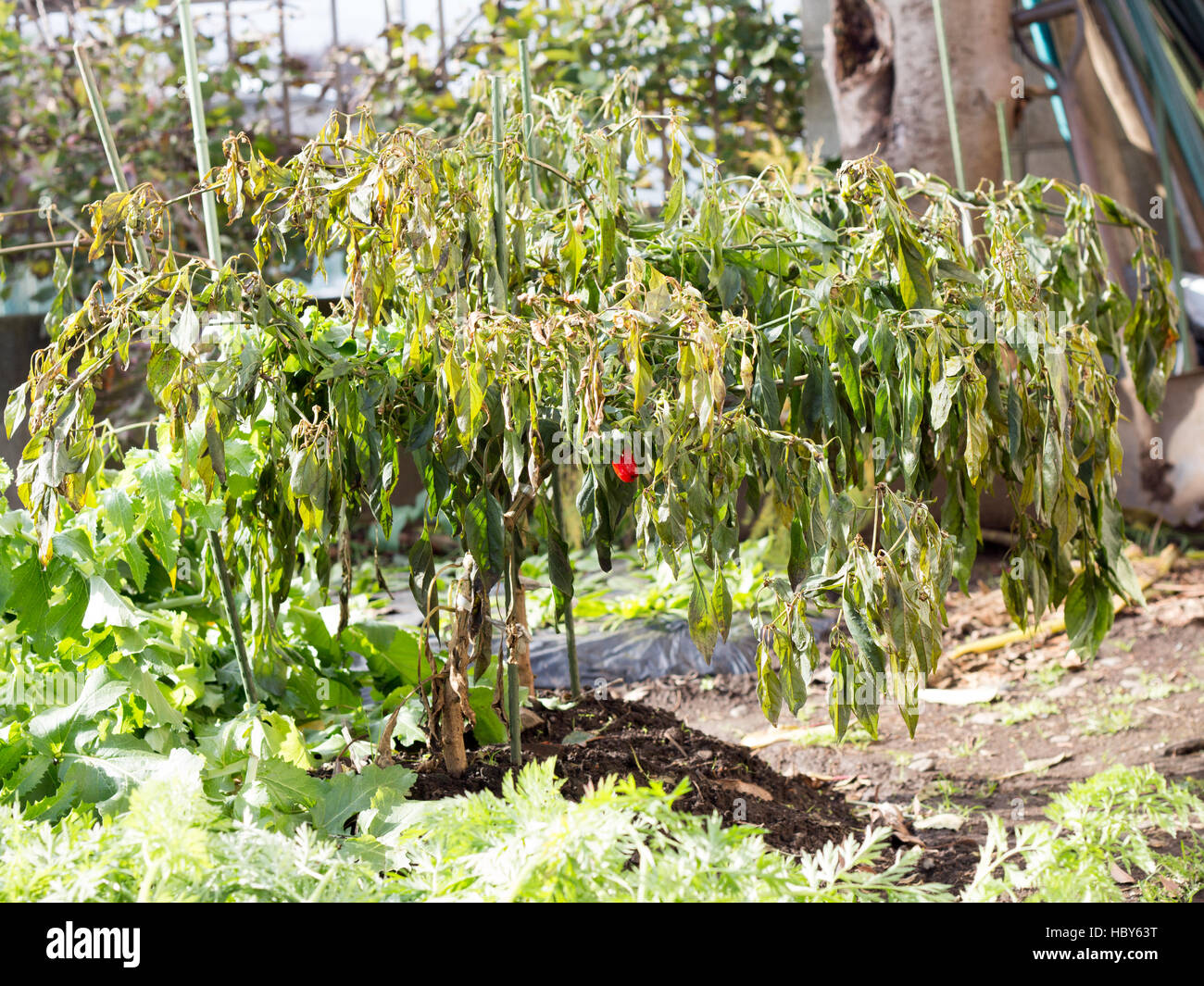 Withered vegetable trees on farm by cold whether, Japanese green bell ...