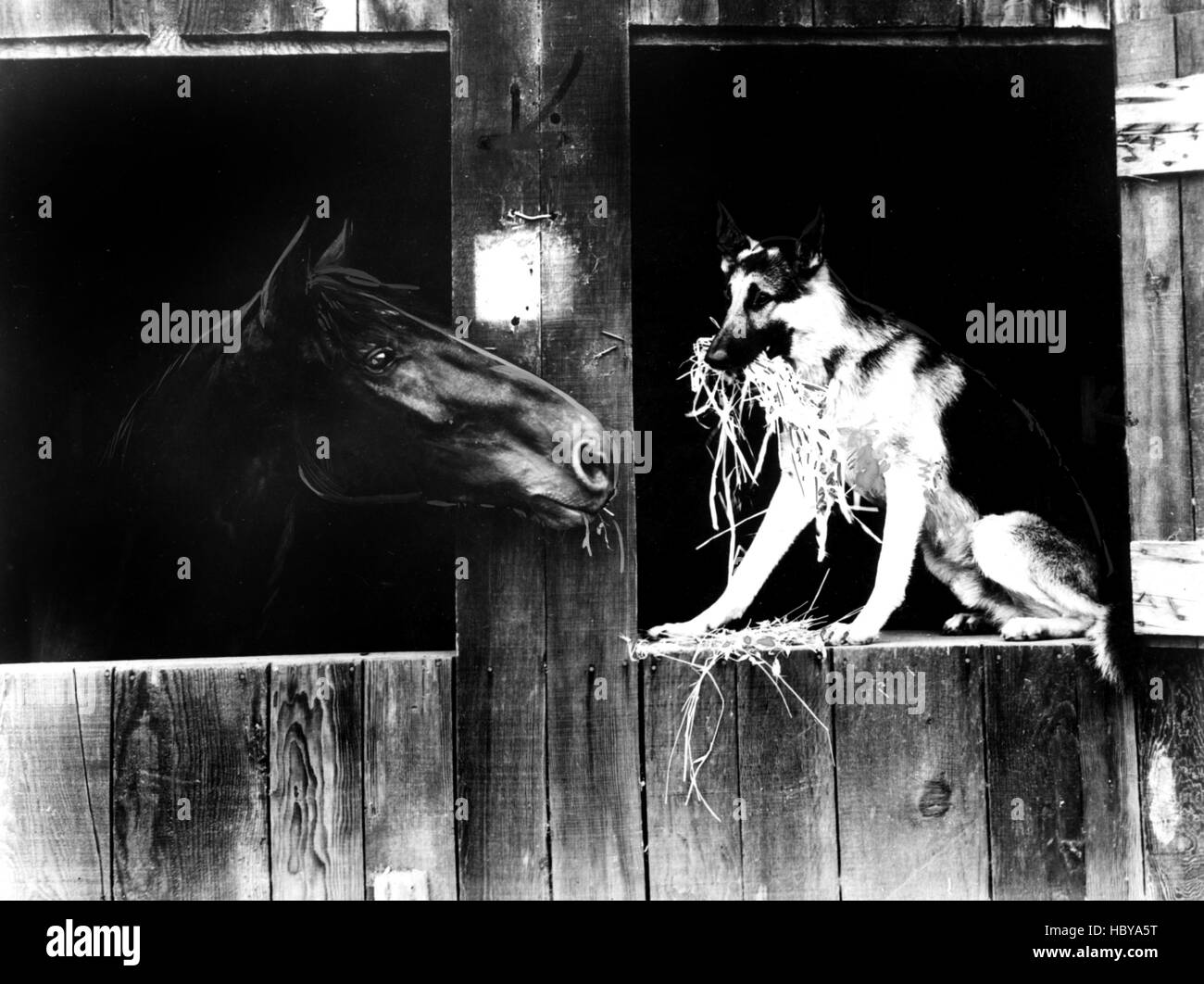 LAW OF THE WILD, Rex, Rin Tin Tin, 1934 Stock Photo - Alamy