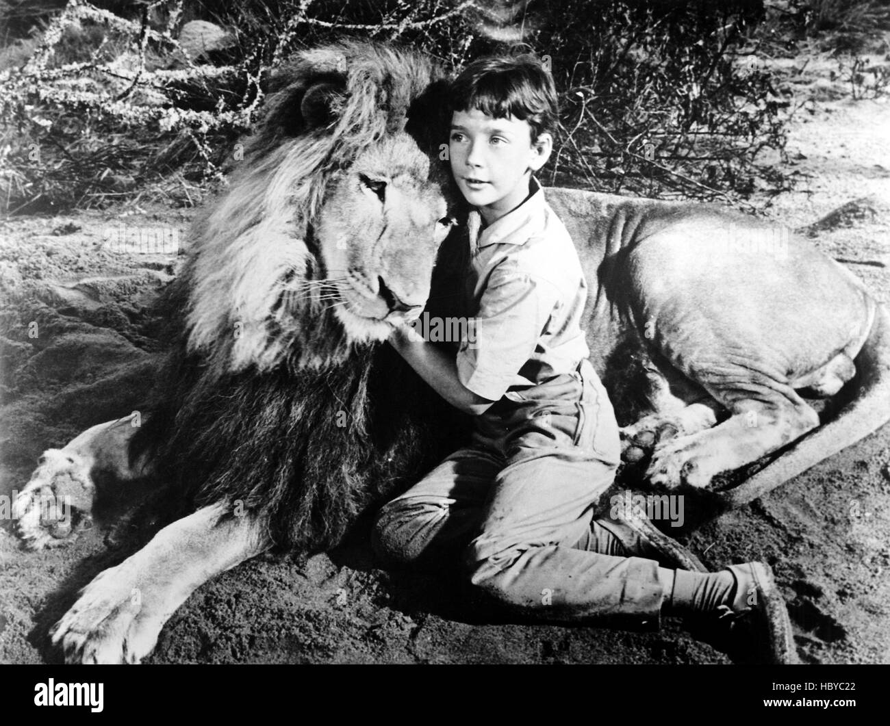 THE LION, Pamela Franklin, Zamba the Lion, 1962. TM and Copyright ...