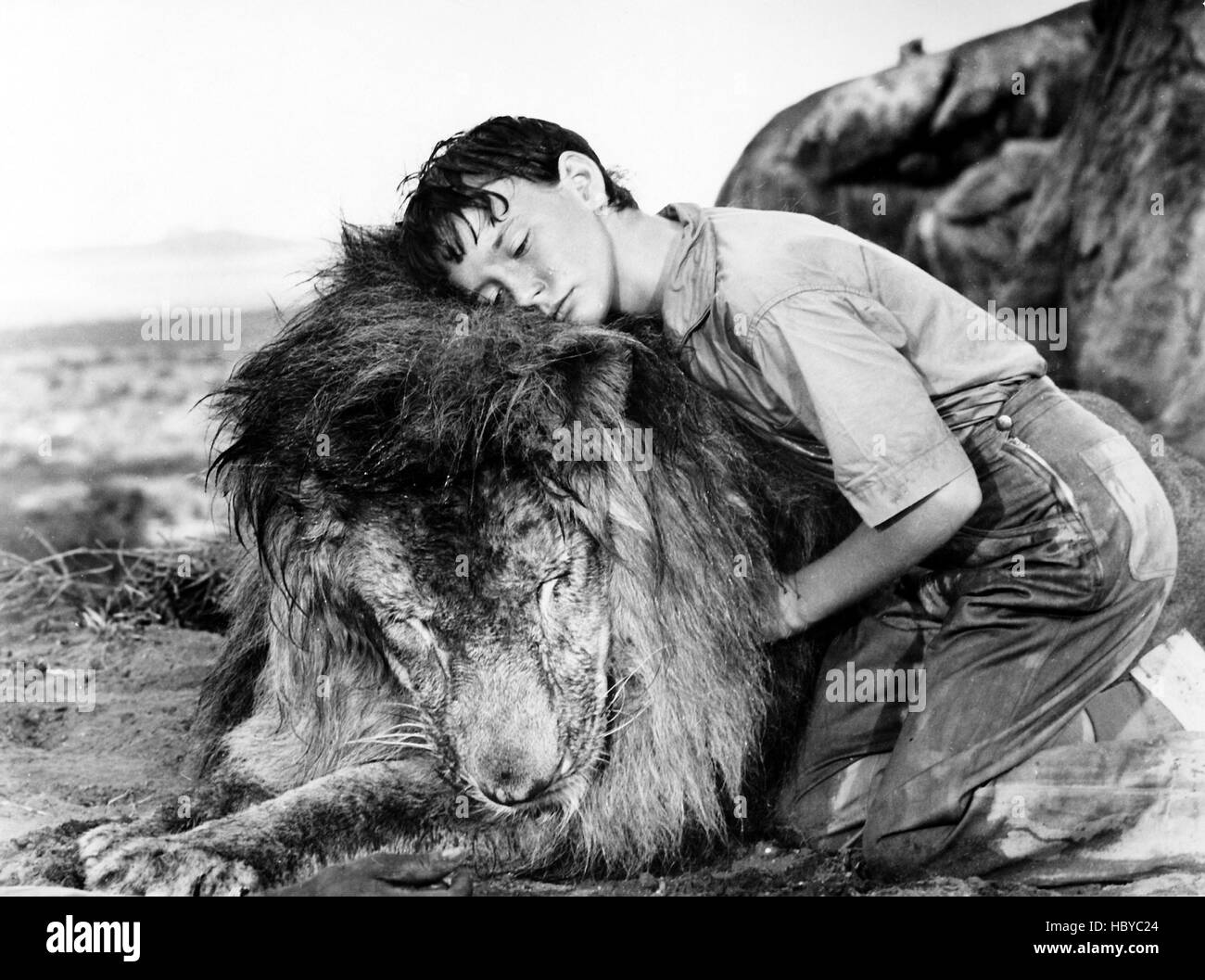 THE LION, Pamela Franklin, Zamba the Lion, 1962. TM and Copyright ...