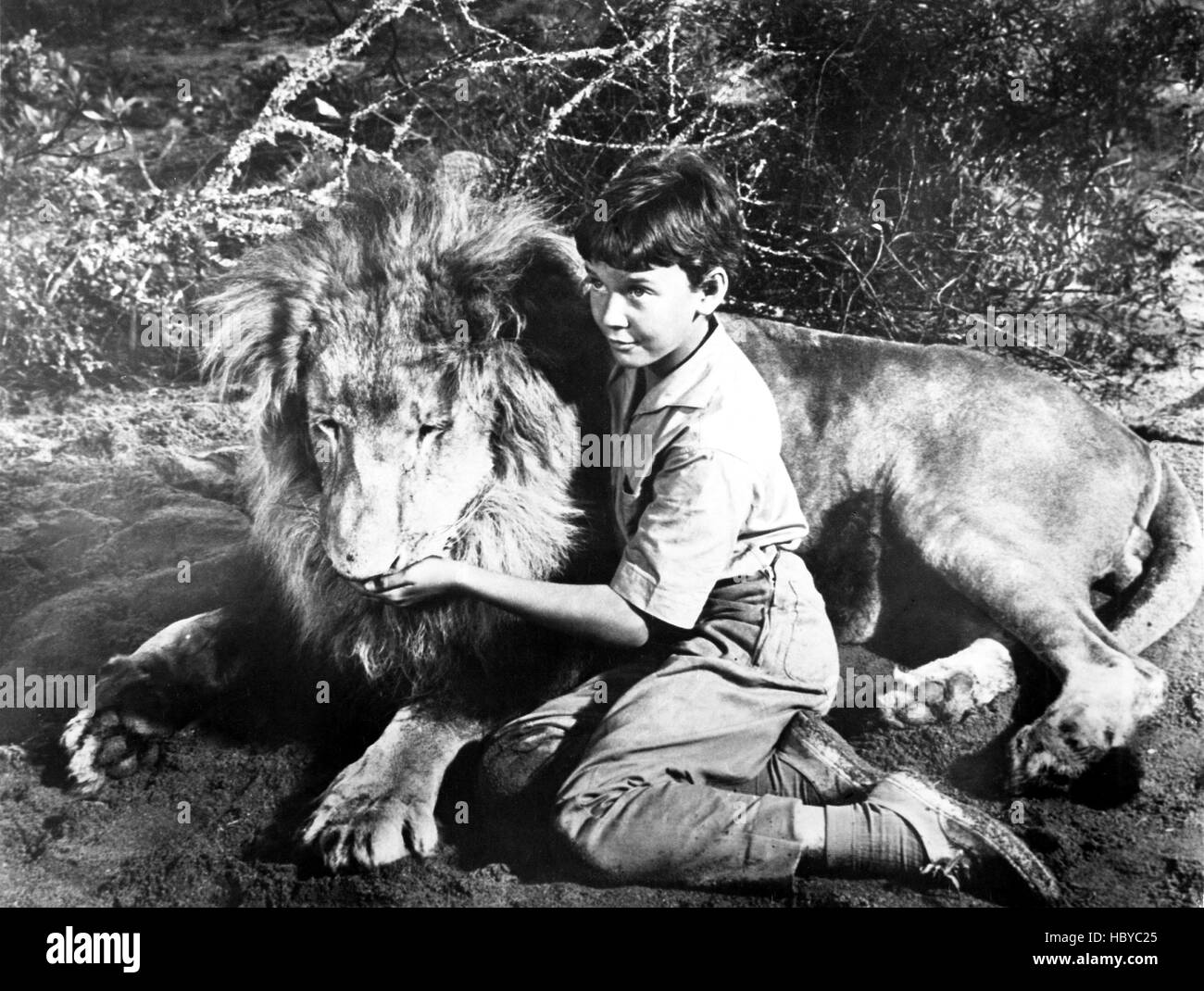 THE LION, Pamela Franklin, Zamba the Lion, 1962. TM and Copyright ...