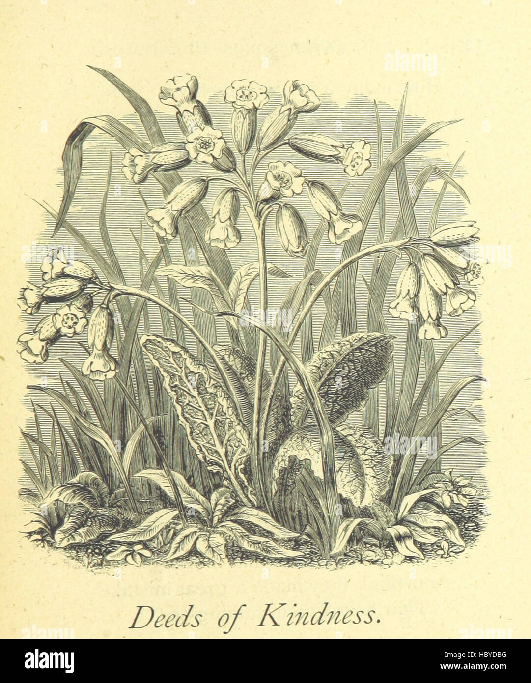 Illustrated Songs and Hymns for the little ones. Compiled by T. B. S ...