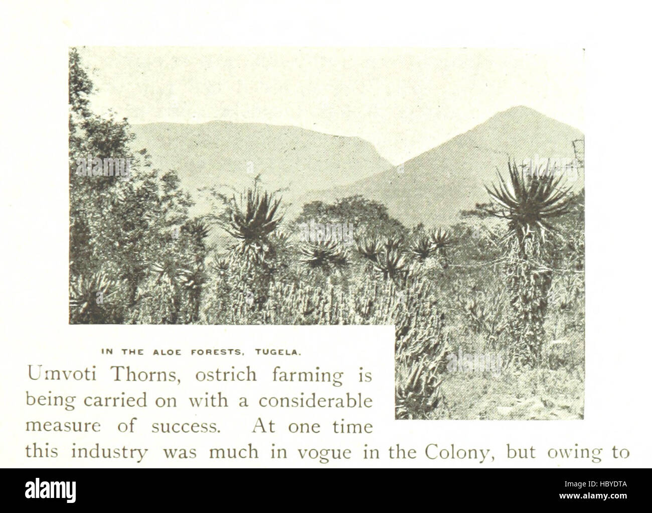 The Colony of Natal. An official illustrated handbook and railway guide ...