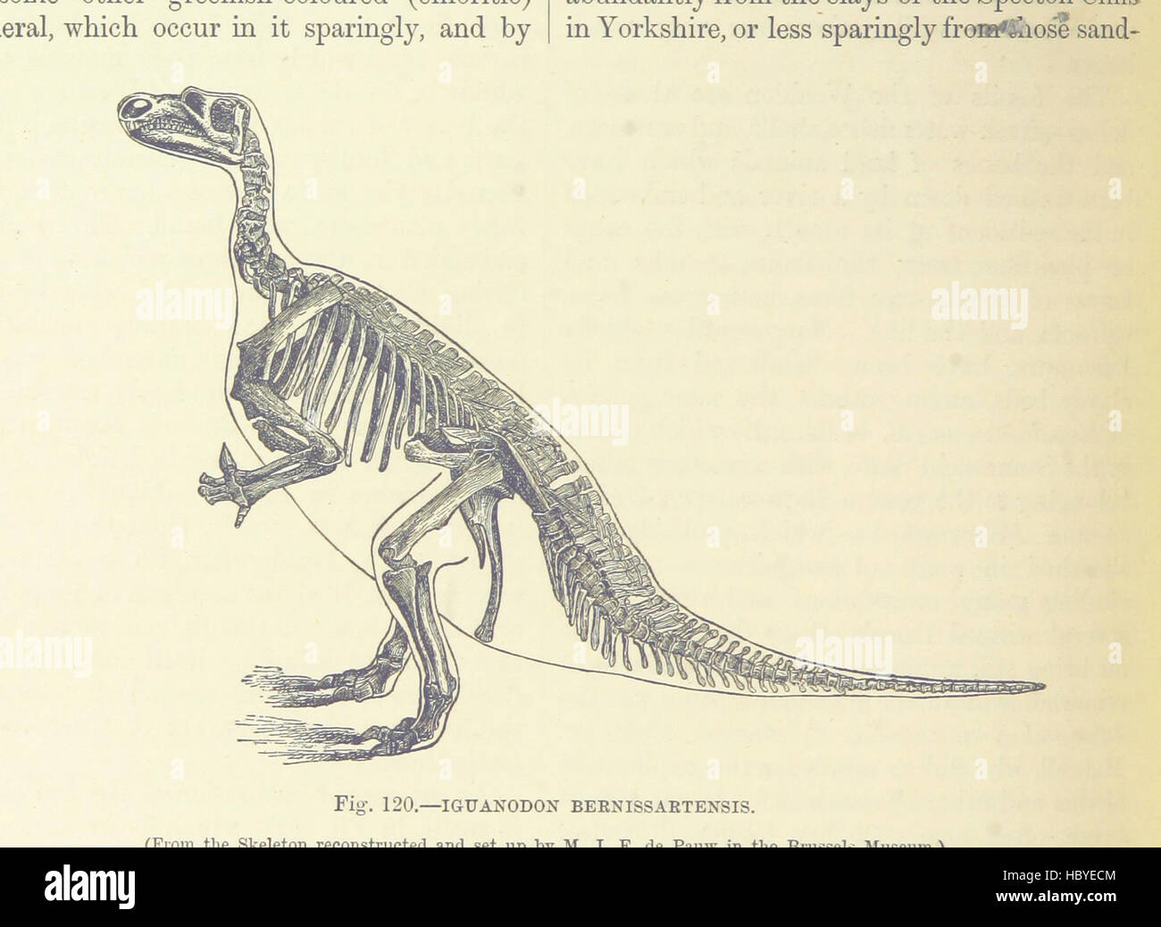 Ph d bernissart fossil iguanodon skeleton bldigital date hi-res stock ...