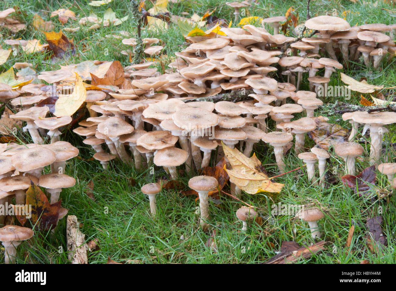 Honey Fungus or Boot-lace Fungus, Armillaria mellea. Sussex, UK ...