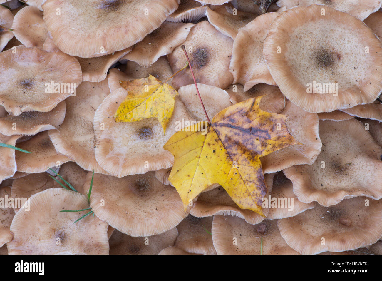Group honey fungus boot lace fungus hi-res stock photography and images ...