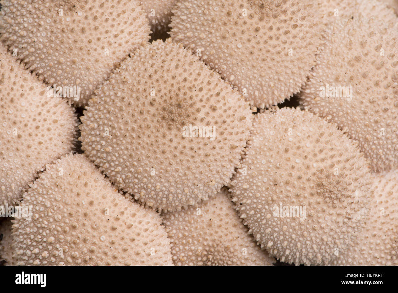 Puff ball toadstool hi-res stock photography and images - Alamy