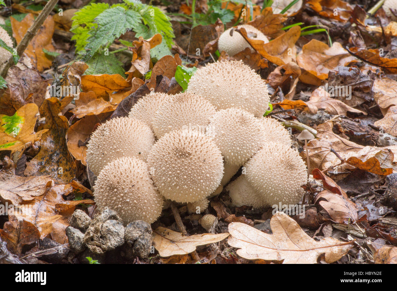 Puff ball toadstool hi-res stock photography and images - Alamy