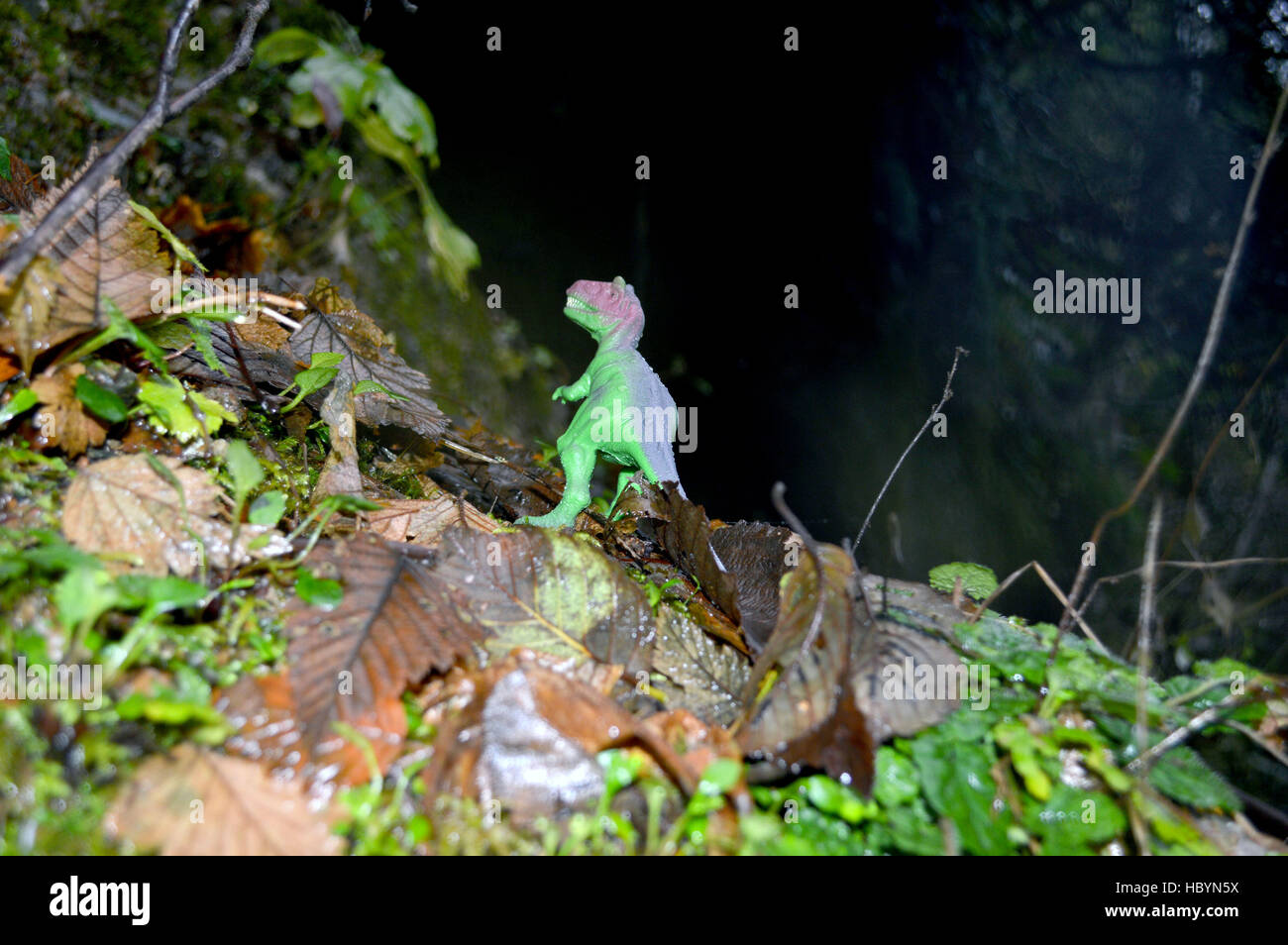 Rapter in the wild Stock Photo - Alamy
