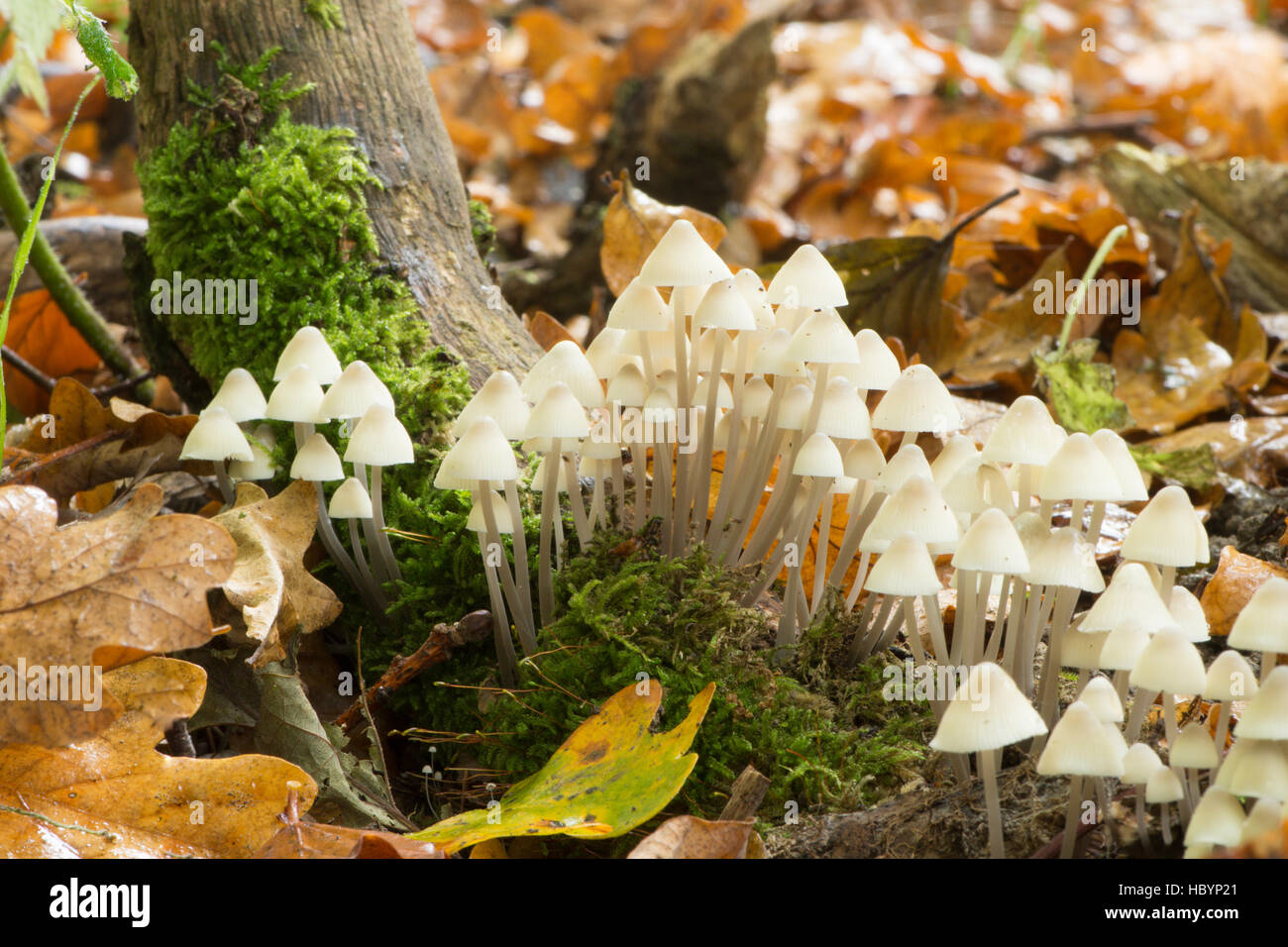 Tiny bonnet toadstools, species unknown. Sussex, UK. October Stock Photo - Alamy