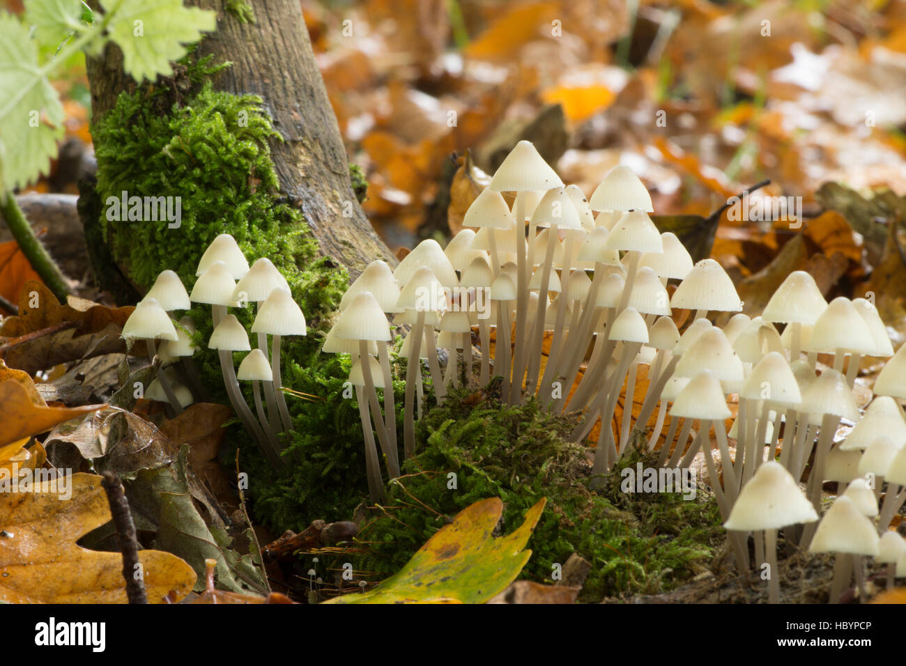 White toadstools hi-res stock photography and images - Alamy