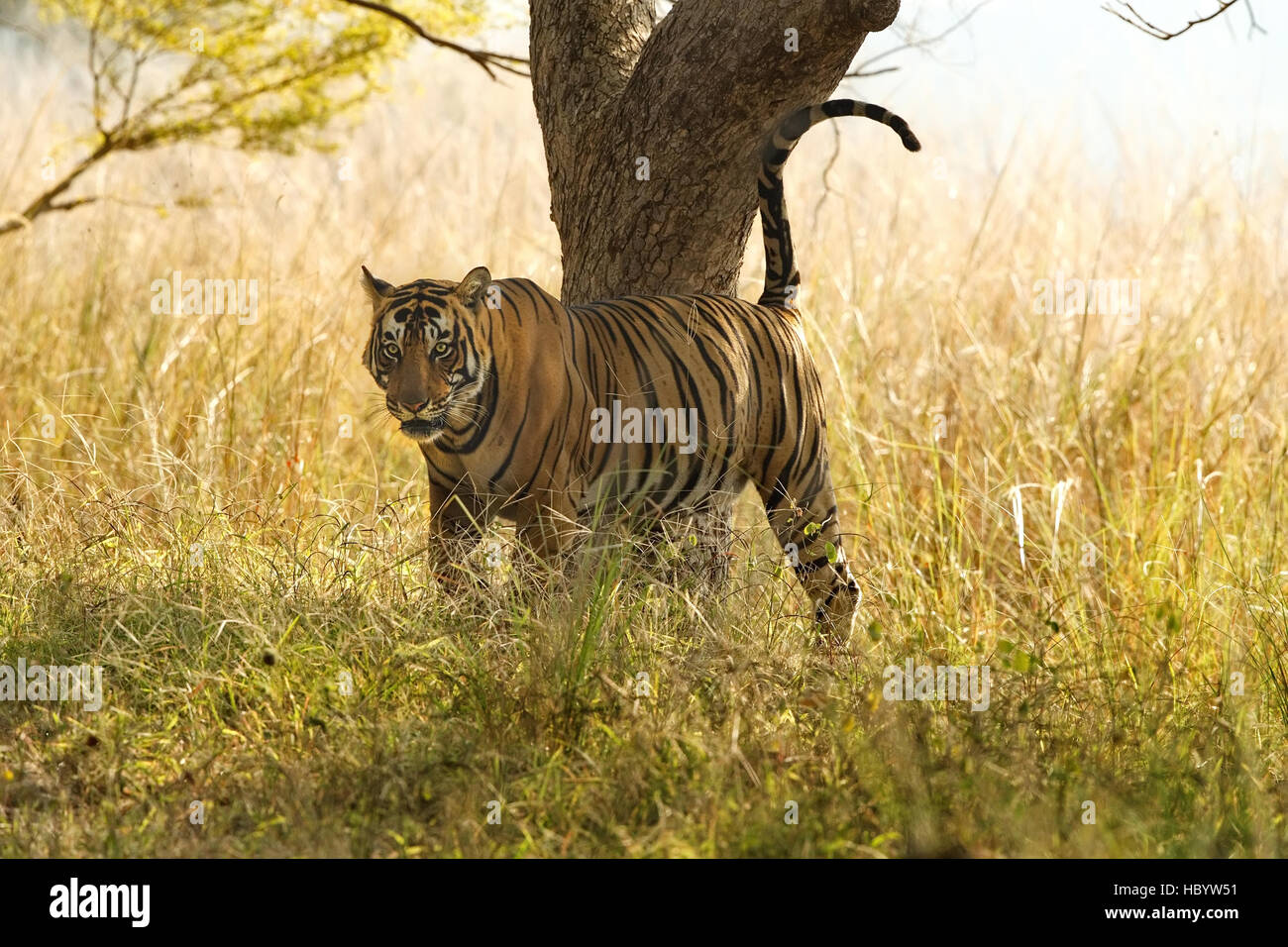 Tiger marking tree High Resolution Stock Photography and Images - Alamy