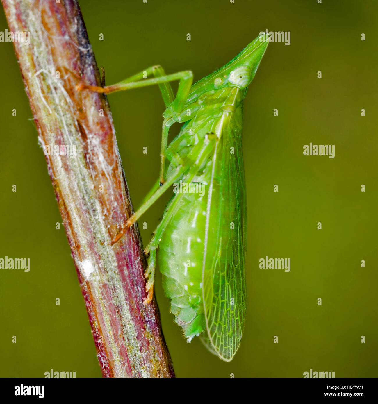 Lantern Fly High Resolution Stock Photography and Images - Alamy