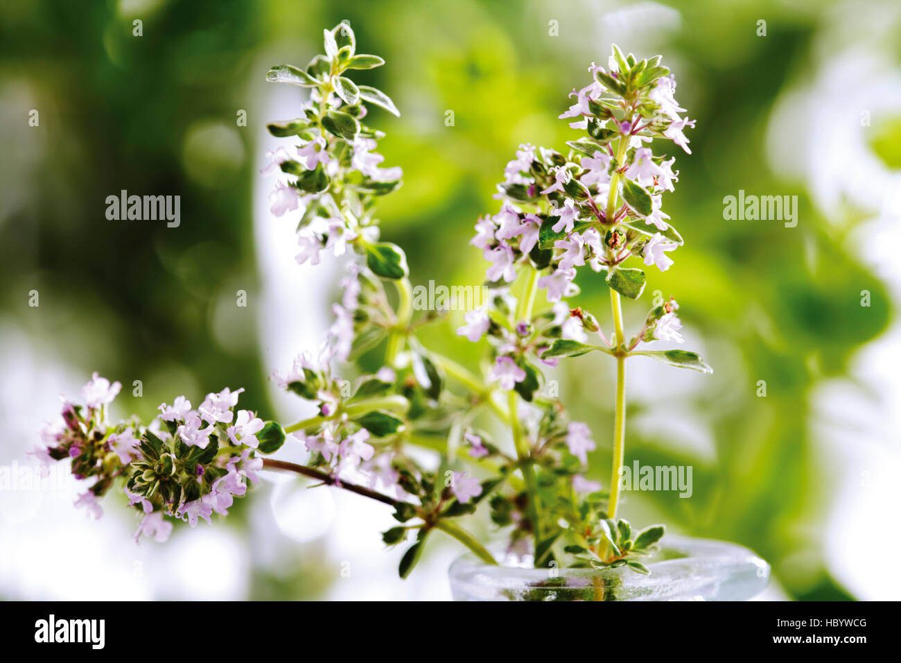 Blooming Lemon Thyme (Thymus × citriodorus Stock Photo - Alamy