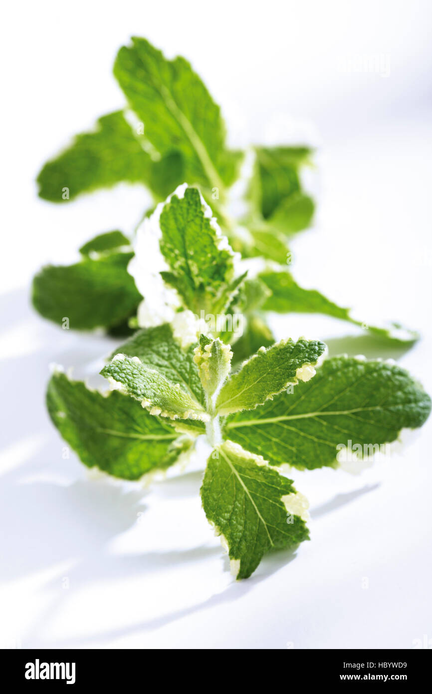 Woolly mint hi-res stock photography and images - Alamy