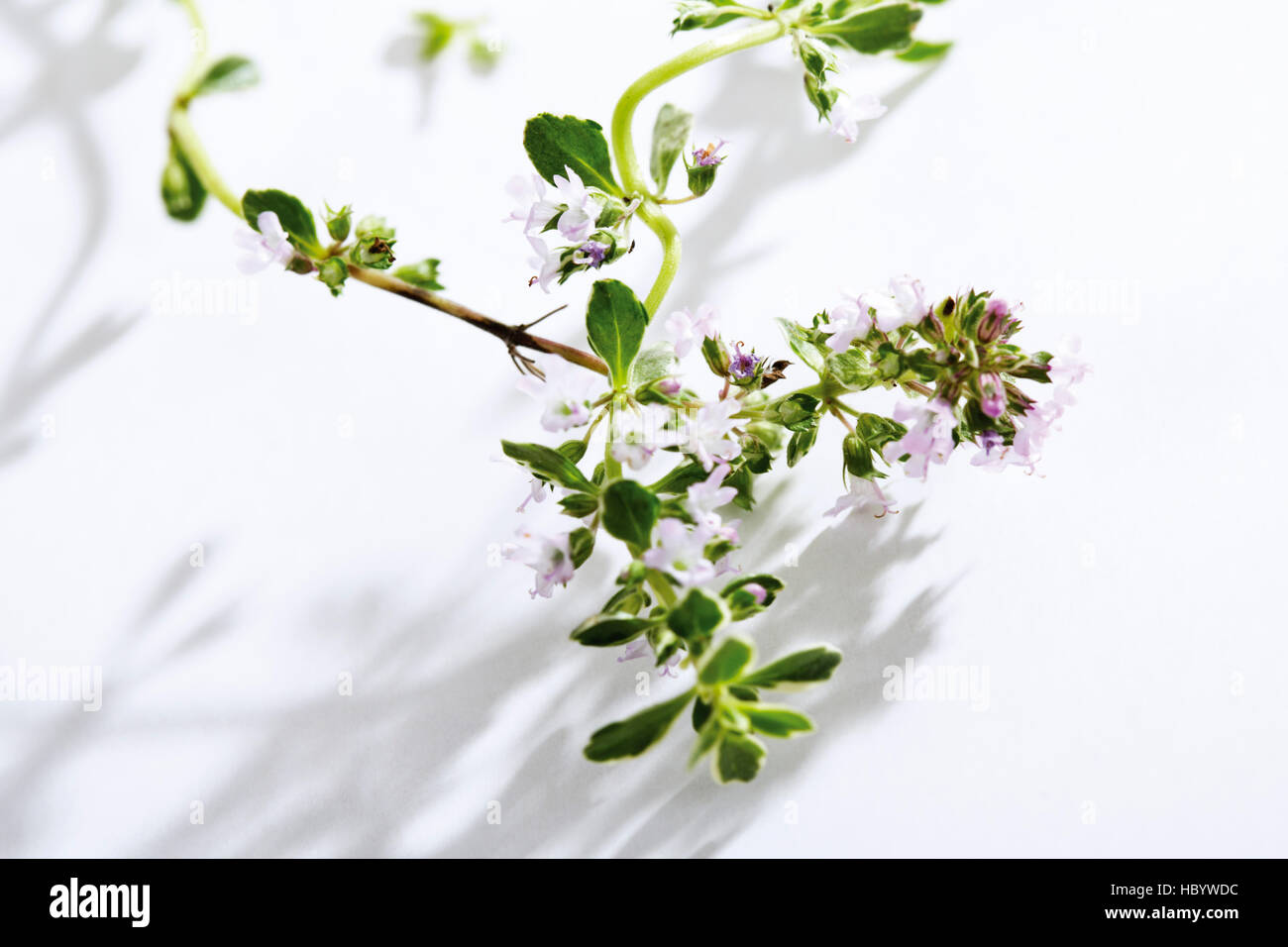 Blooming Lemon Thyme (Thymus × citriodorus Stock Photo - Alamy