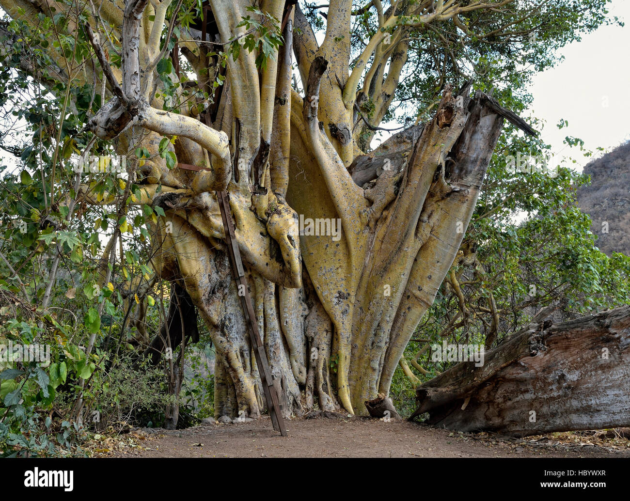Rock fig (Ficus petiolaris), Jungapeo, Michoacán, Mexico Stock Photo ...