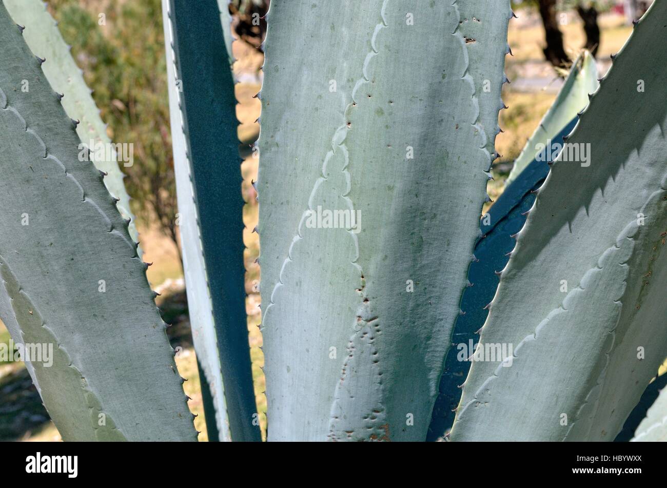 Agave leaves with thorns (Agave sp.), Tlaxcala, Mexico Stock Photo - Alamy