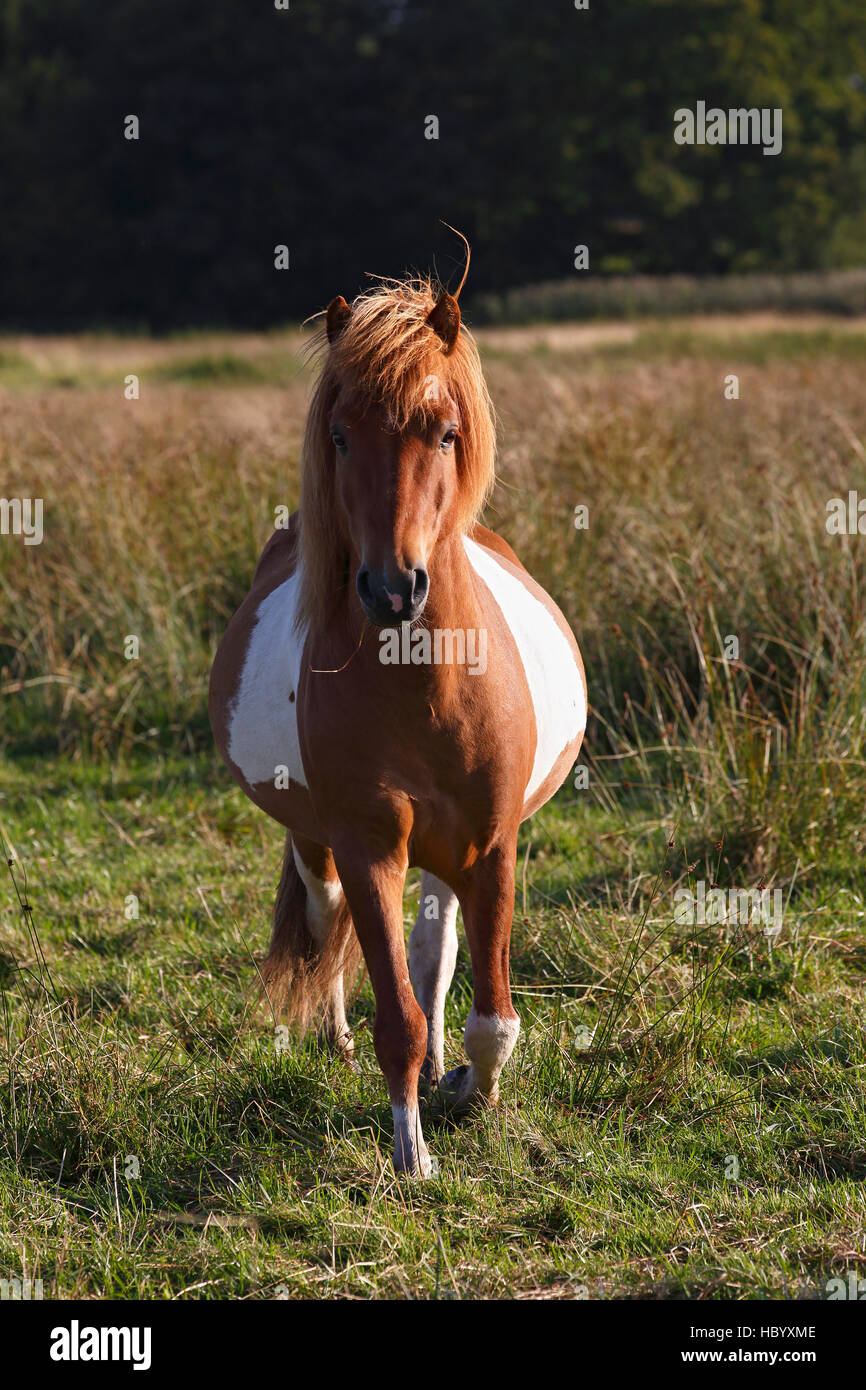 Iceland horse breed pony (Equus przewalskii f. Caballus), Przewalski's ...