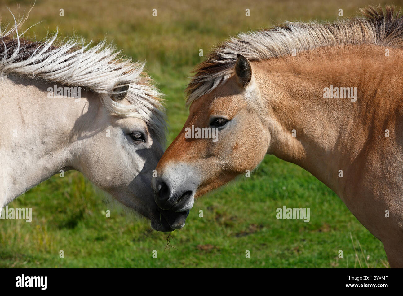 Norwegian Fjord ponies, two horses getting acquainted, Schleswig ...