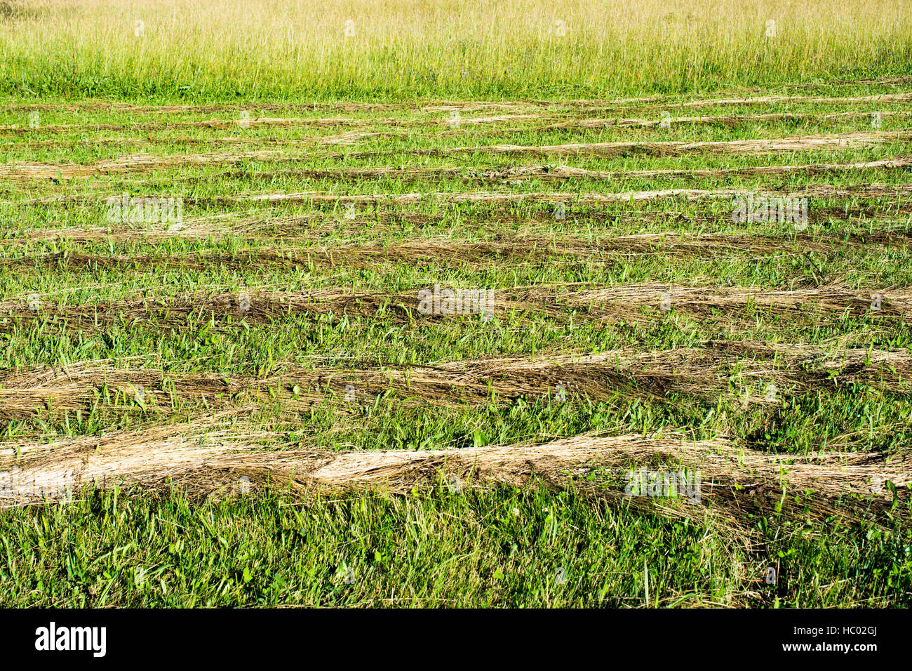 Green pasture in mountains during summer as nature background Stock ...