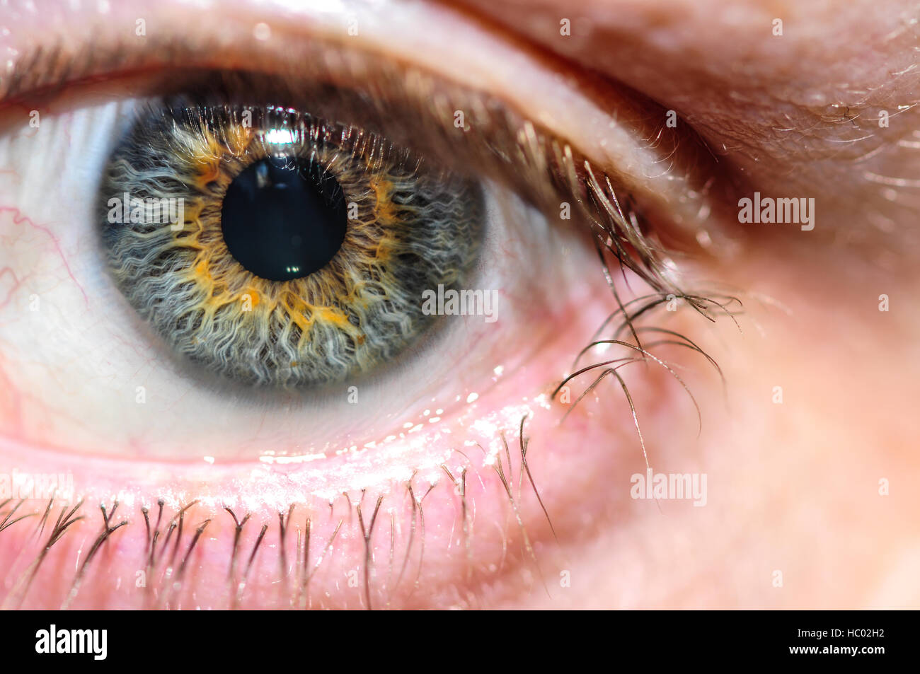 Human eye close up Stock Photo - Alamy