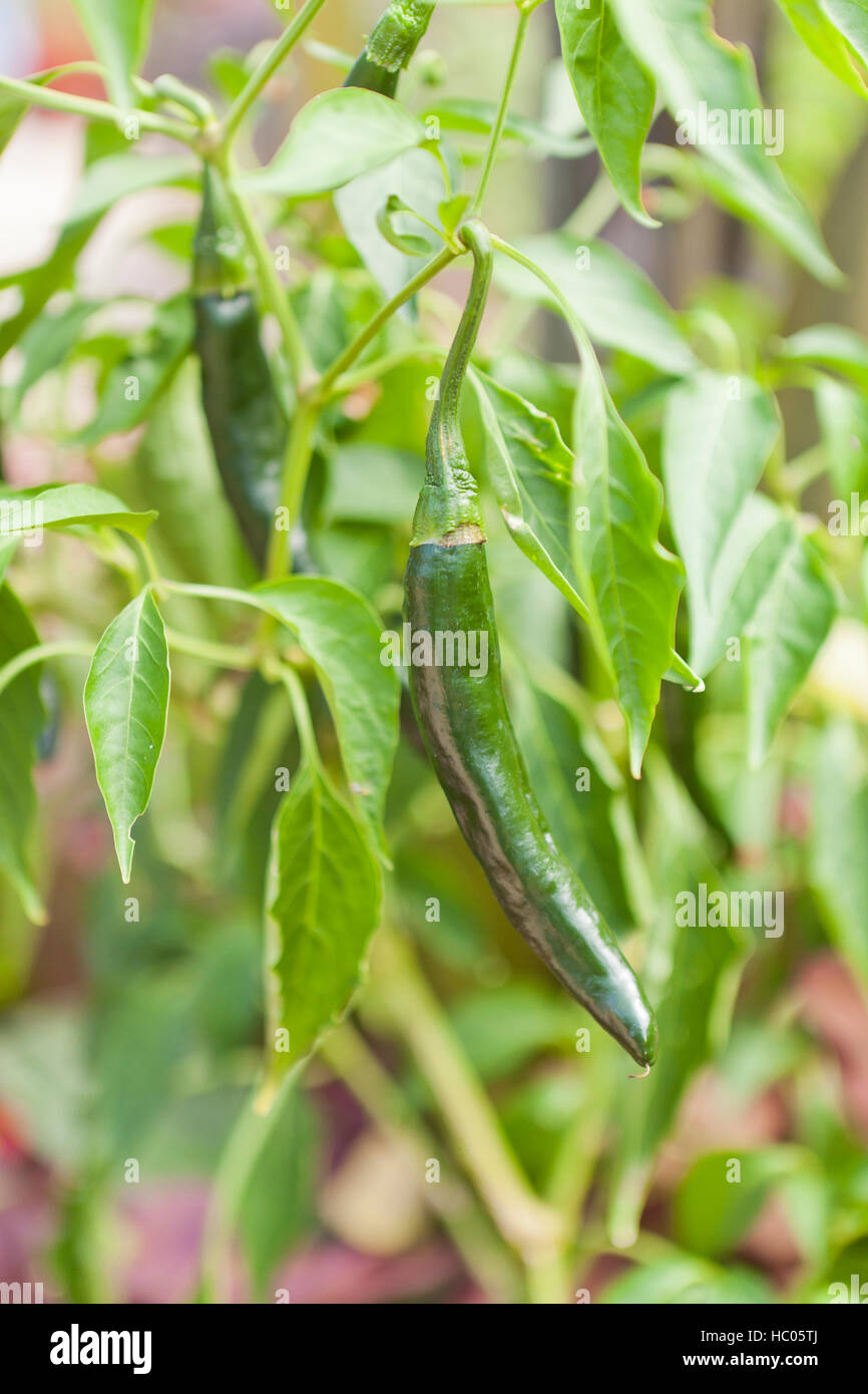 Chili stem hi-res stock photography and images - Alamy