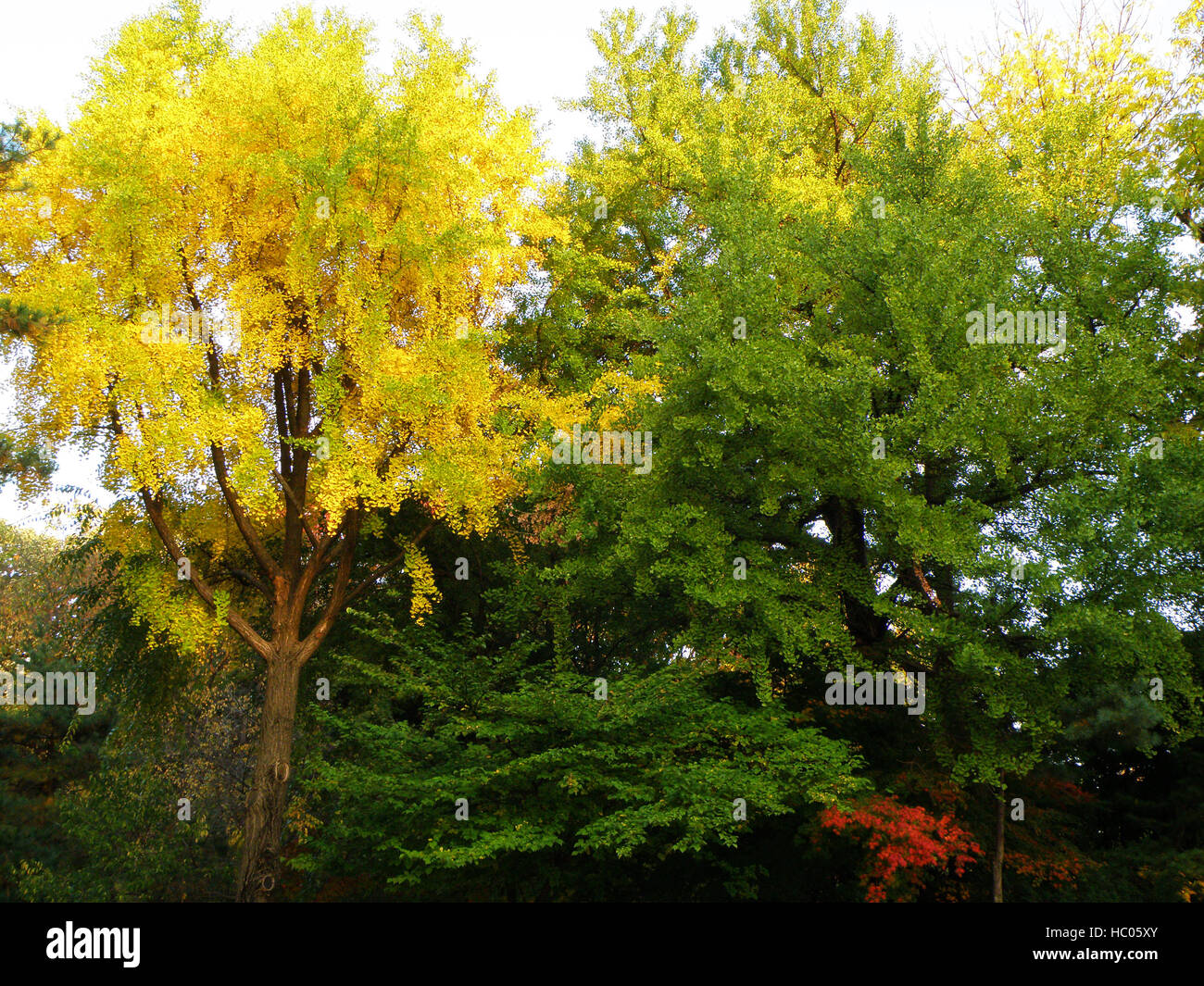 Vivid Yellow and Green Fall Foliage in the Public Park of South Korea ...
