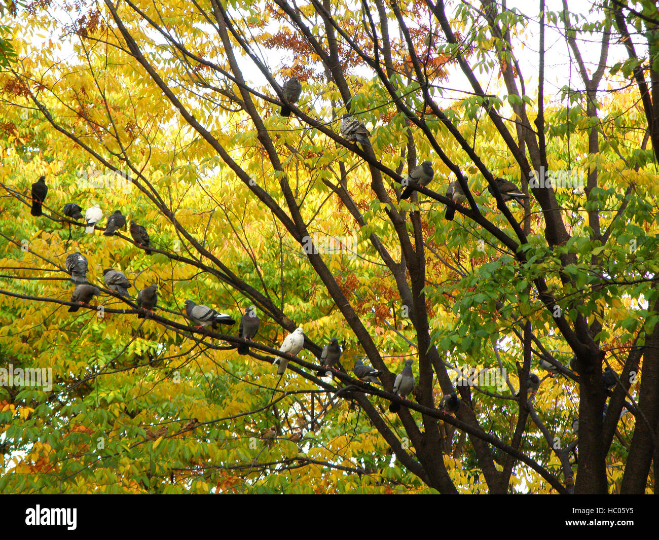Uncountable pigeons resting on the autumn color leaves tree, South ...