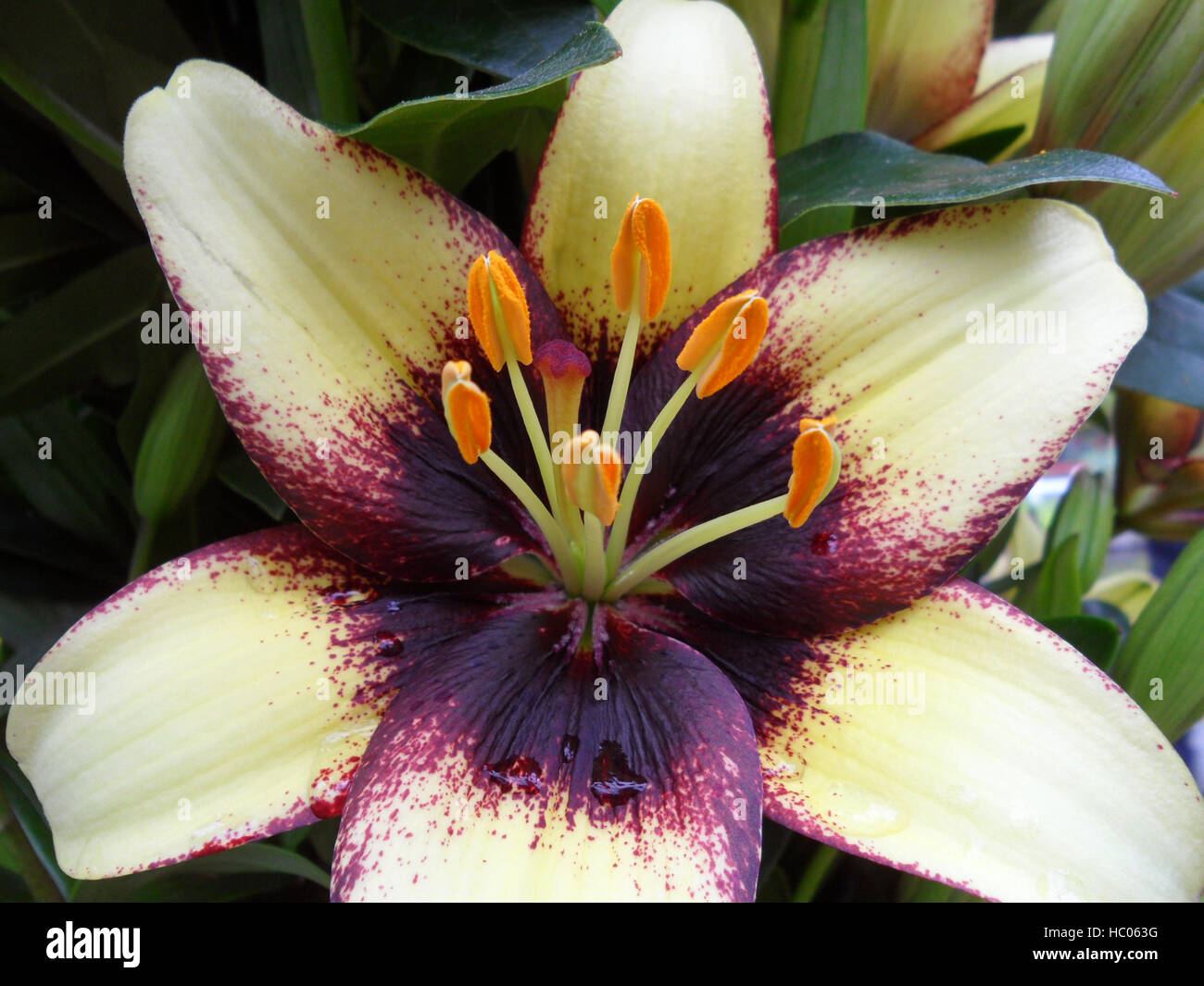 Close-up of Blooming White and Purple Lily Flower with Orange Velvet ...
