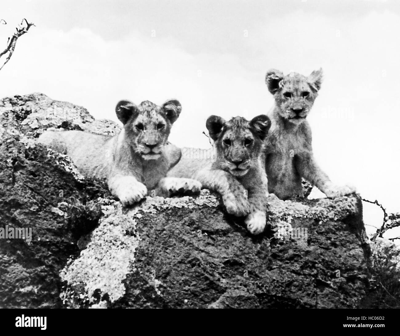 LIVING FREE, Elsa's lion cubs, 1972 Stock Photo - Alamy