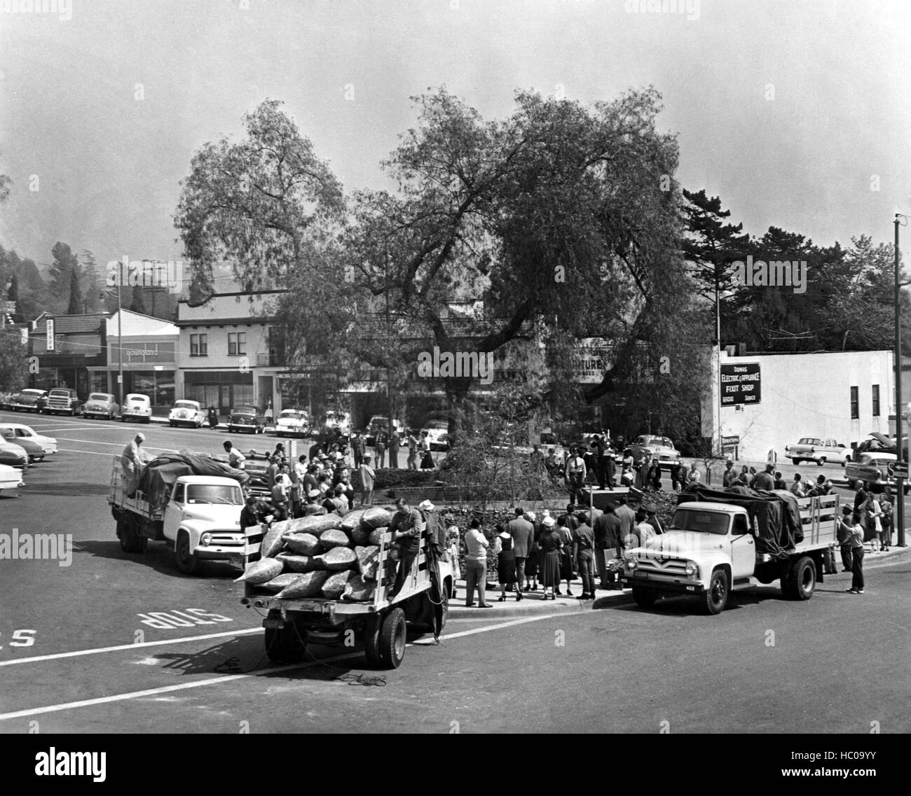 INVASION OF THE BODY SNATCHERS, alien pods, 1956 Stock Photo - Alamy