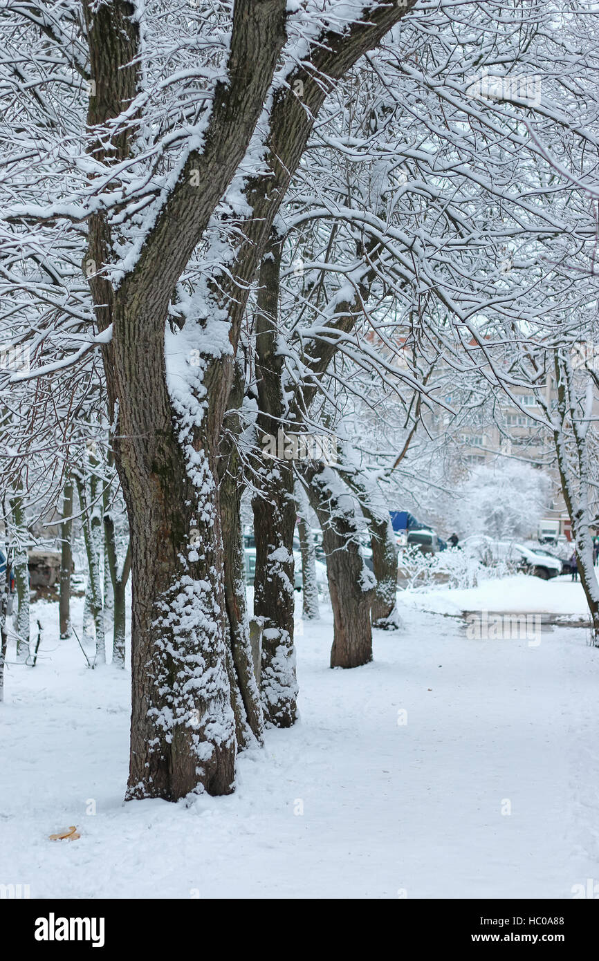 winter snow on tree PARK Stock Photo - Alamy