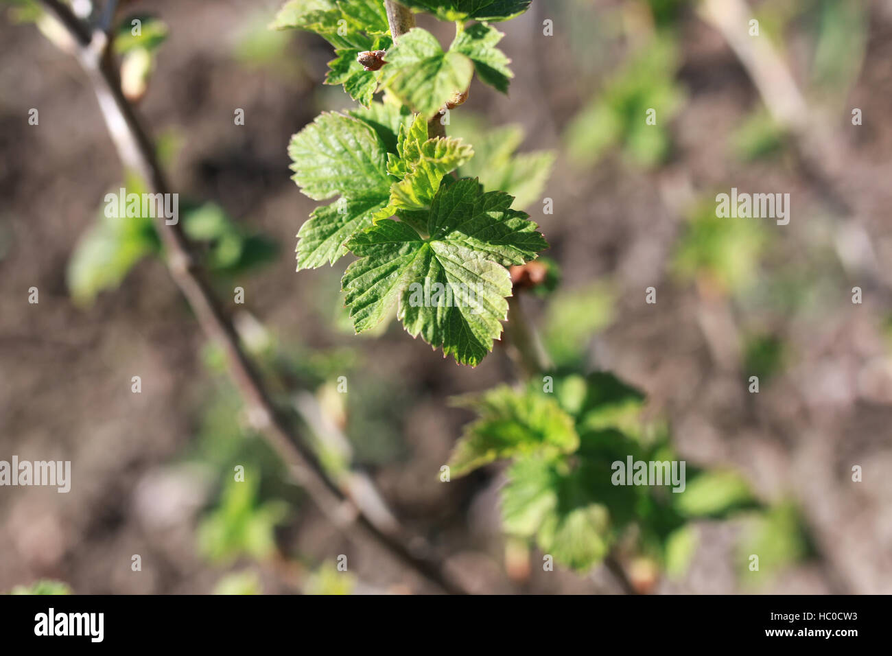 new life in spring brunch of tree Stock Photo - Alamy