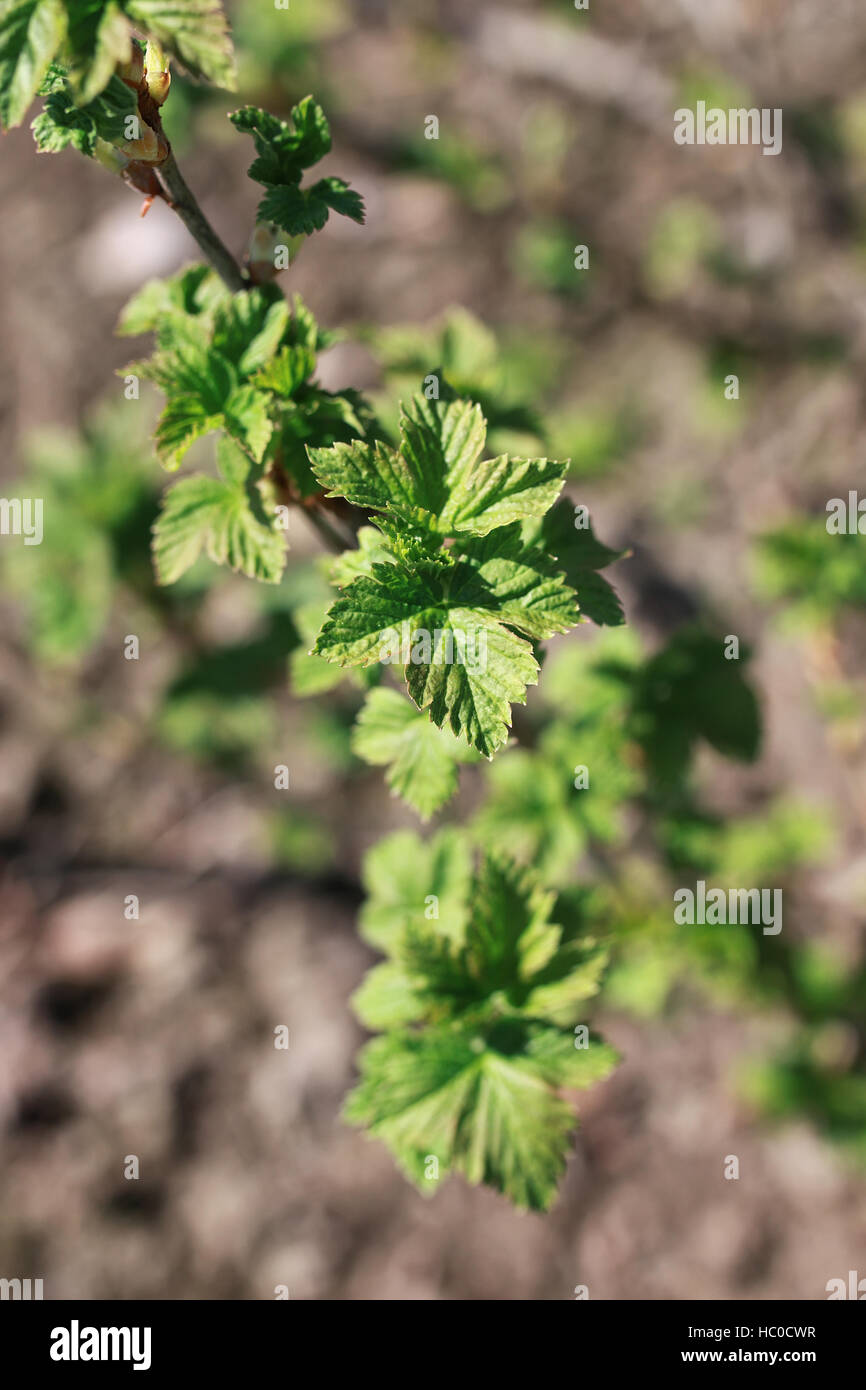 new life in spring brunch of tree Stock Photo - Alamy