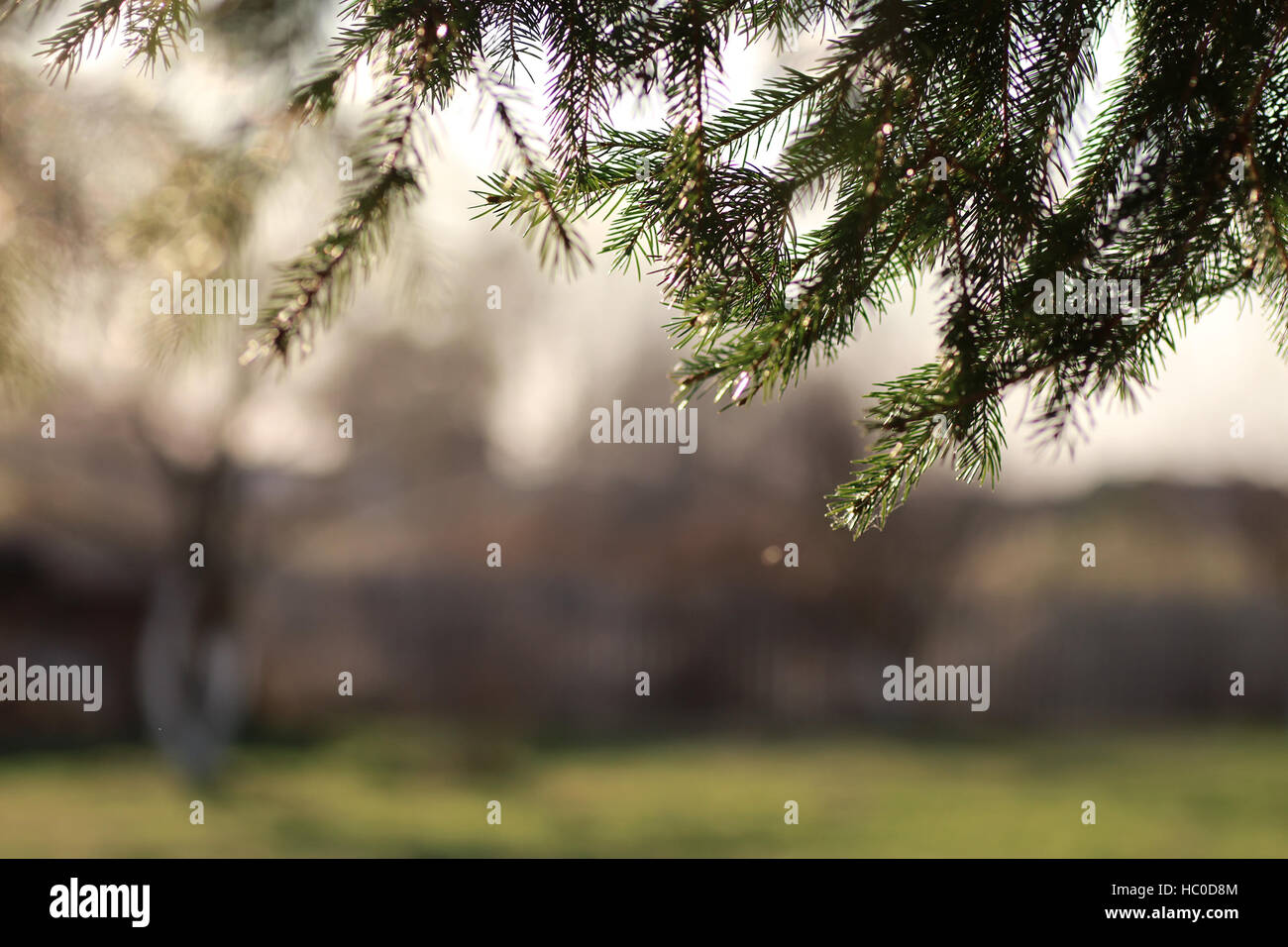 new life in spring brunch of tree Stock Photo - Alamy