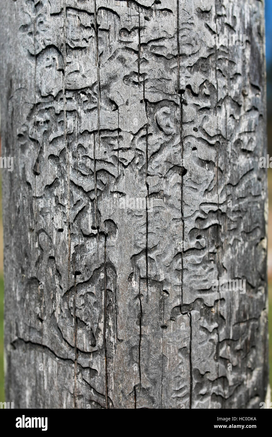 wood texture outdoor Stock Photo - Alamy