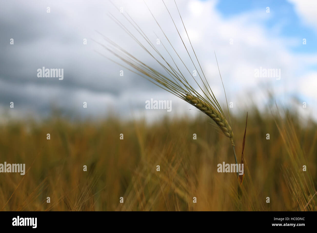 cereal rye field Stock Photo - Alamy