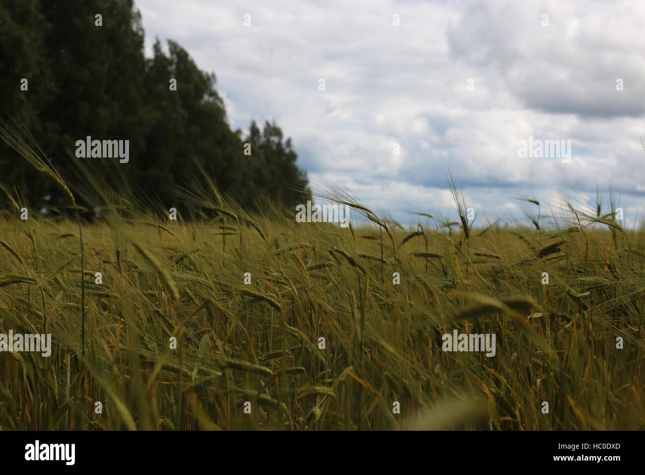 cereal rye field Stock Photo - Alamy