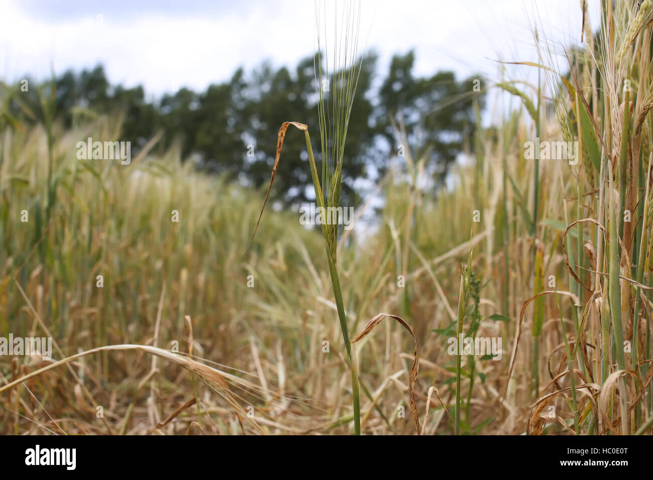 cereal rye field Stock Photo - Alamy