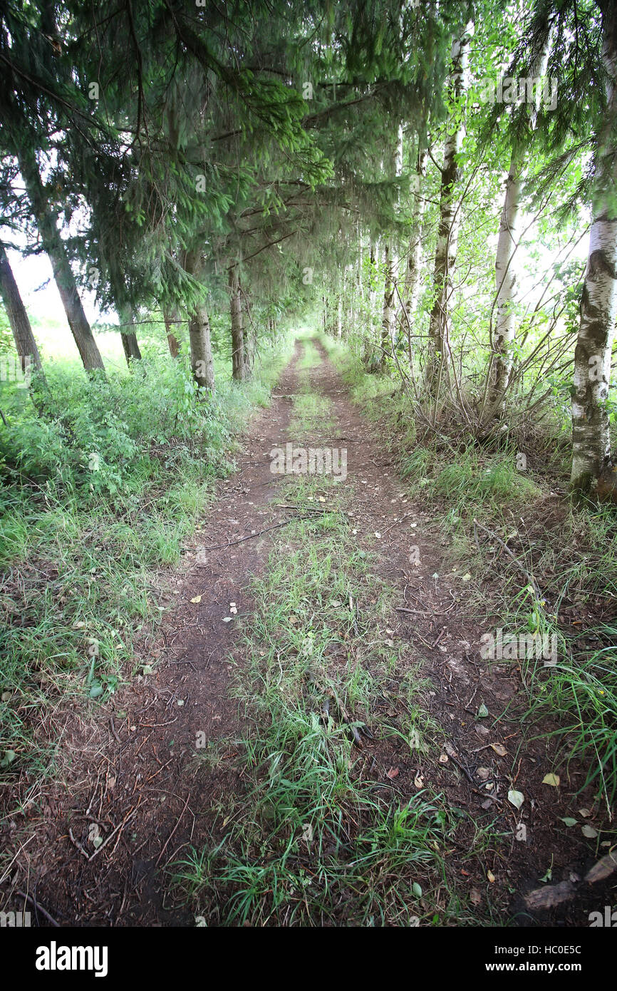 road ground forest tree Stock Photo - Alamy