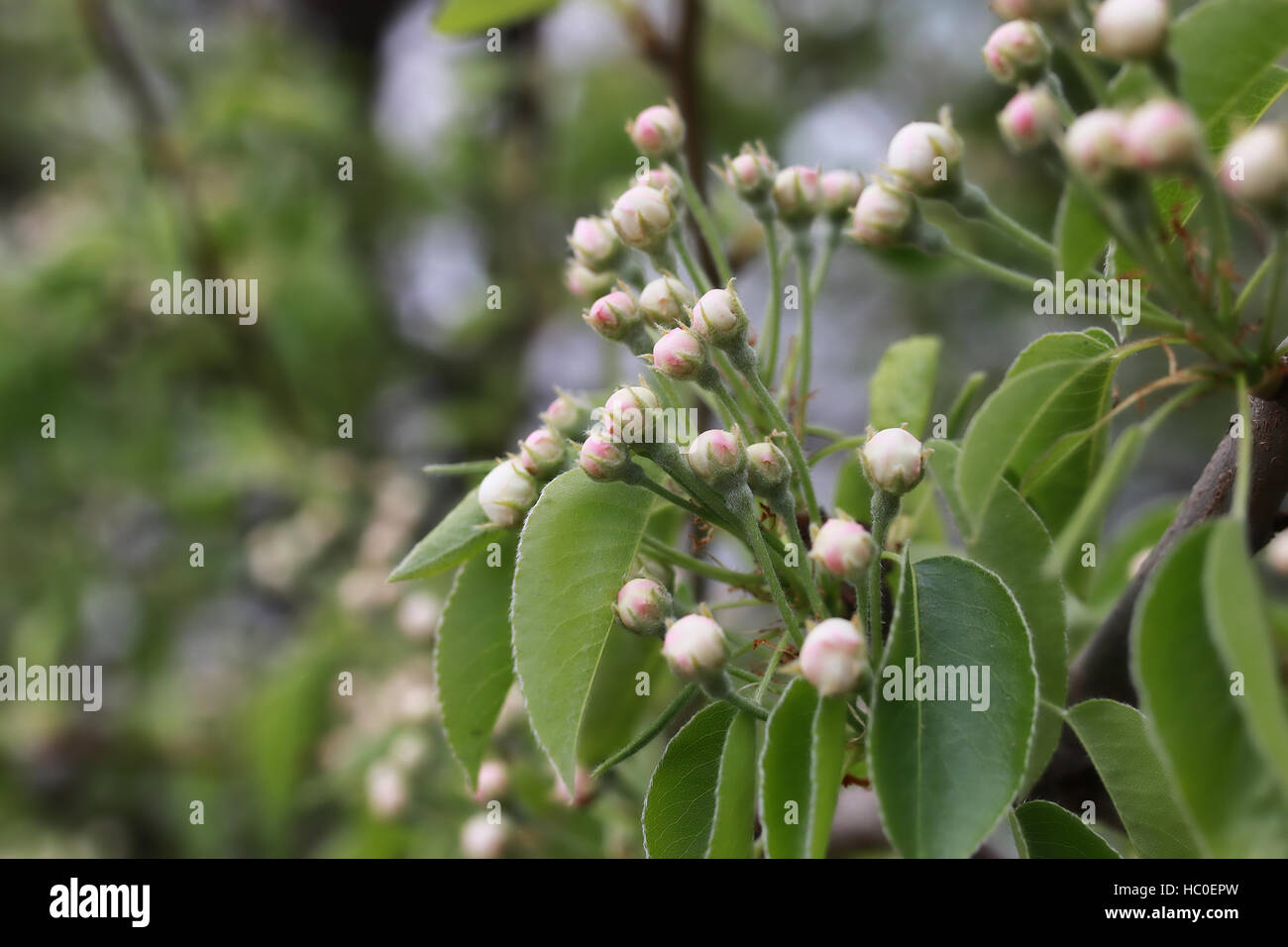 spring macro leaf and flower of new life Stock Photo - Alamy